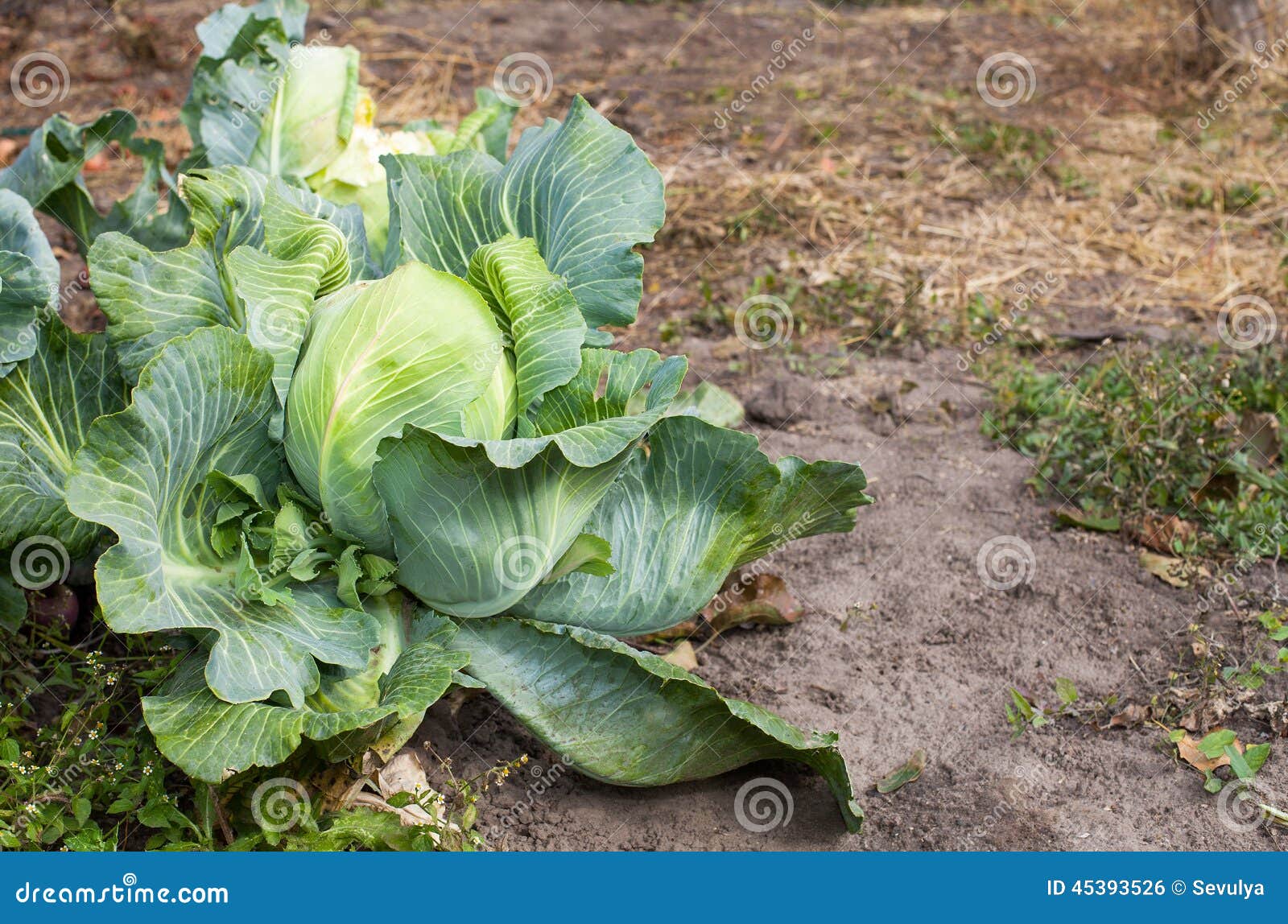 Cabbage on the bed stock photo. Image of botanic, cabbages - 45393526