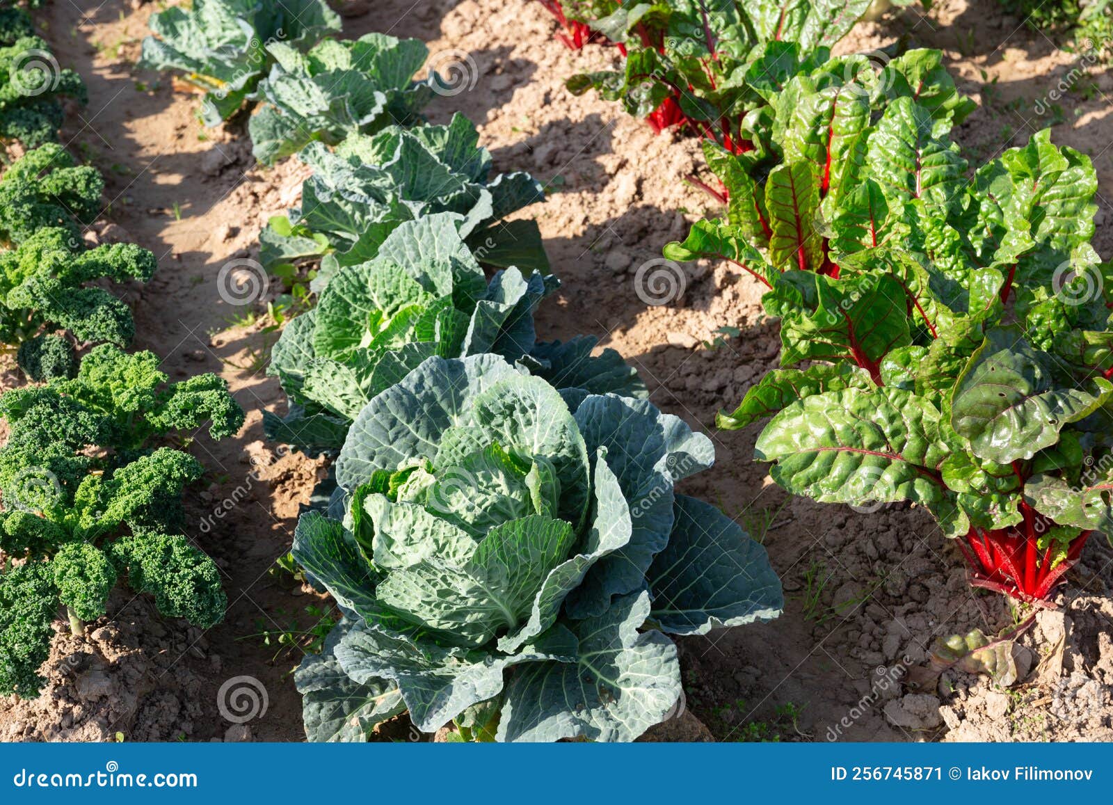 Cabbage and Beetroot Plantations Stock Image - Image of beetroot, farm ...