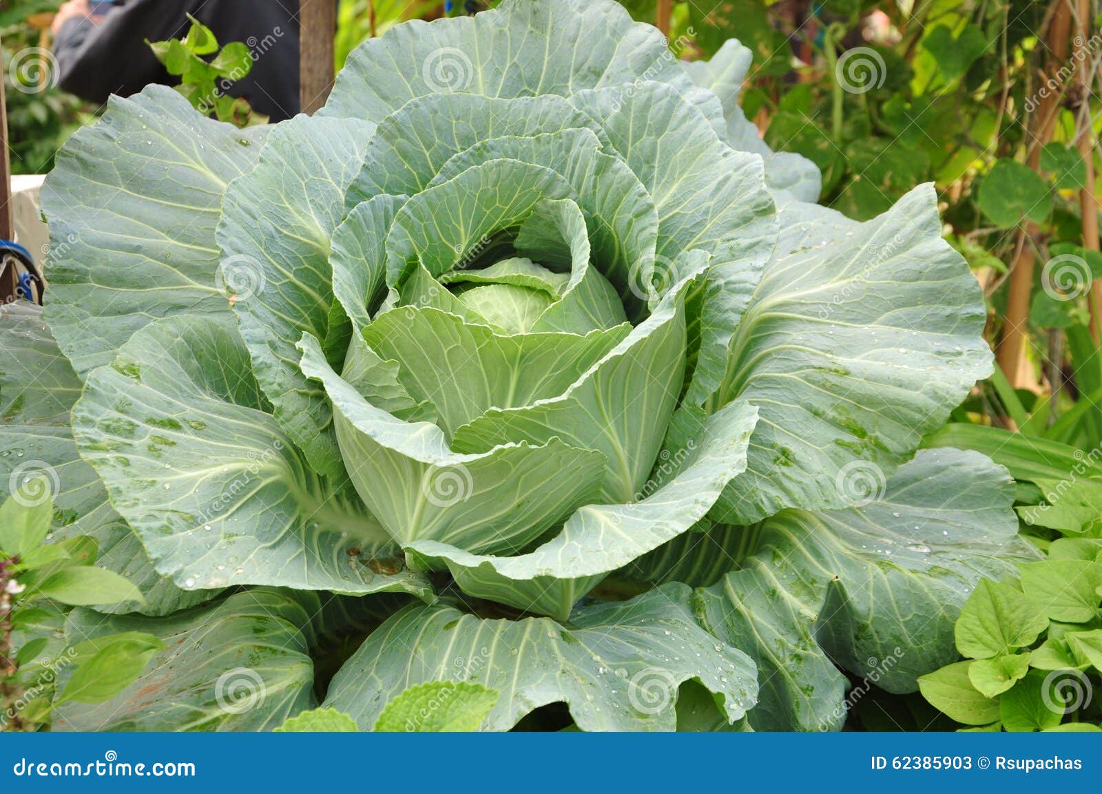 Cabbage stock image. Image of agriculture, garden, ripe - 62385903