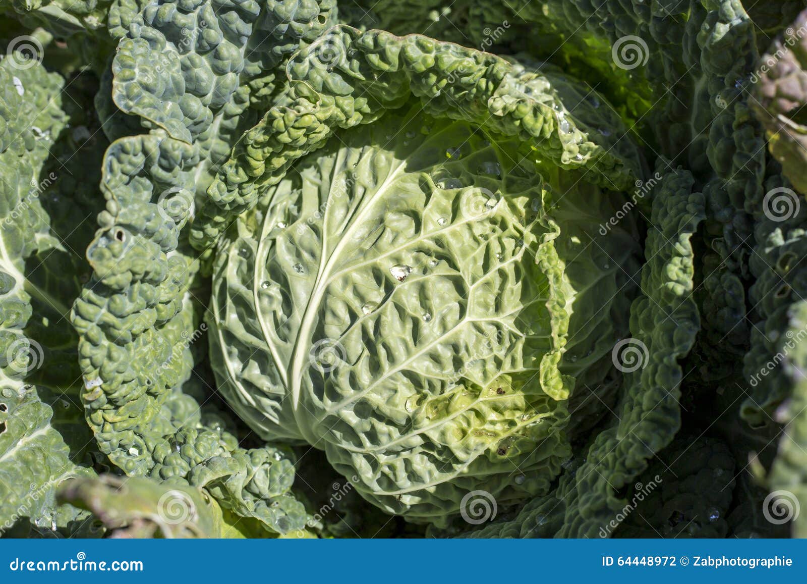 Cabbage stock photo. Image of cabbage, vegetable, zabphotographie ...