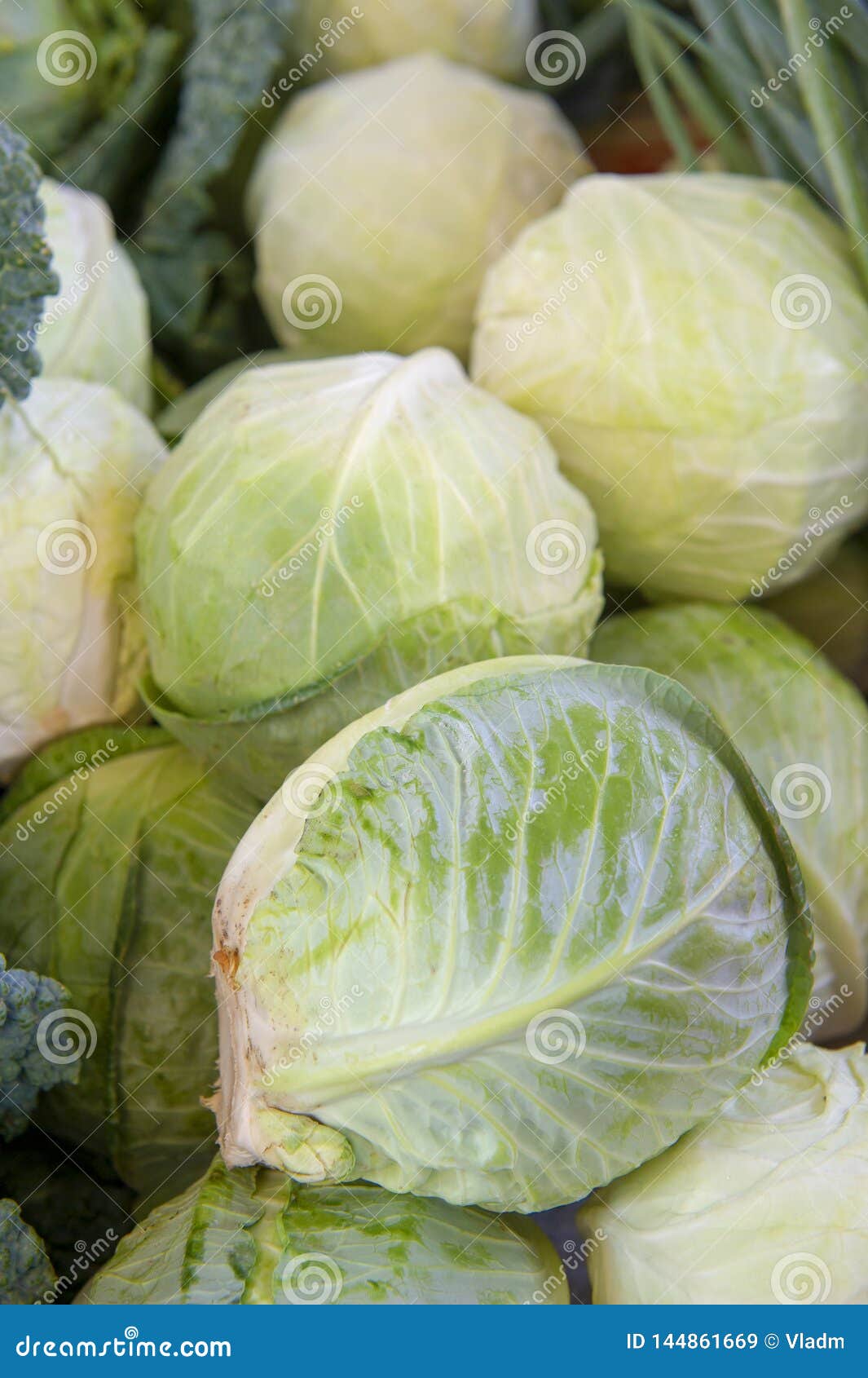Cabbage or Brassica Oleracea Capitata, Black Cabbage, Borecole ...