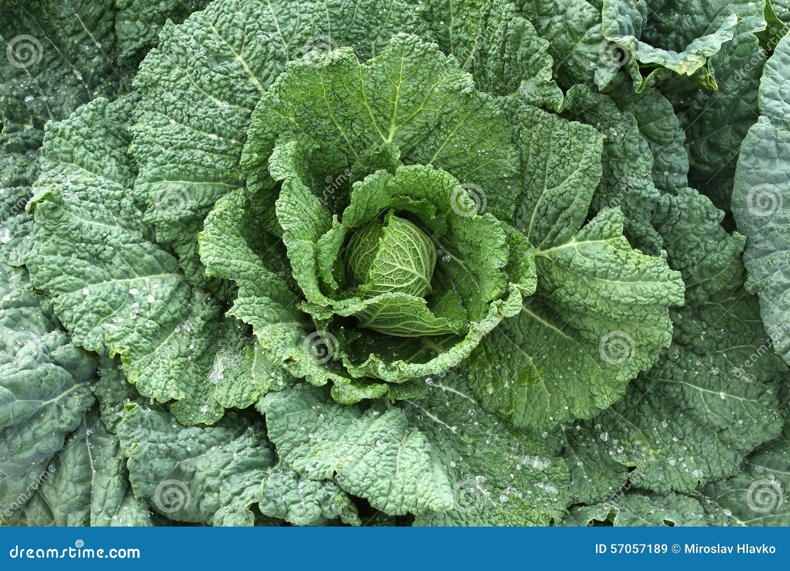Cabbage Brassica oleracea stock image. Image of detail - 57057189