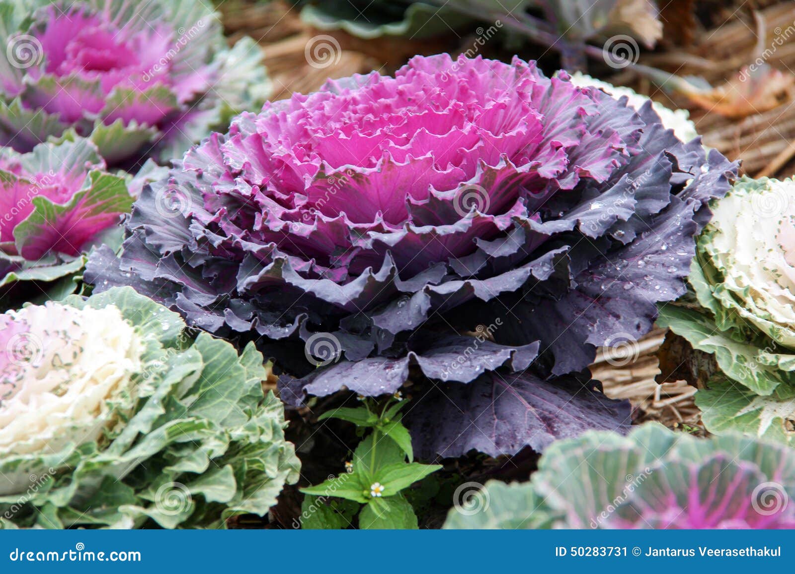 Brassica Oleracea Var Acephala Osaka Red Linnaeus, Cole, Pink Flowering ...