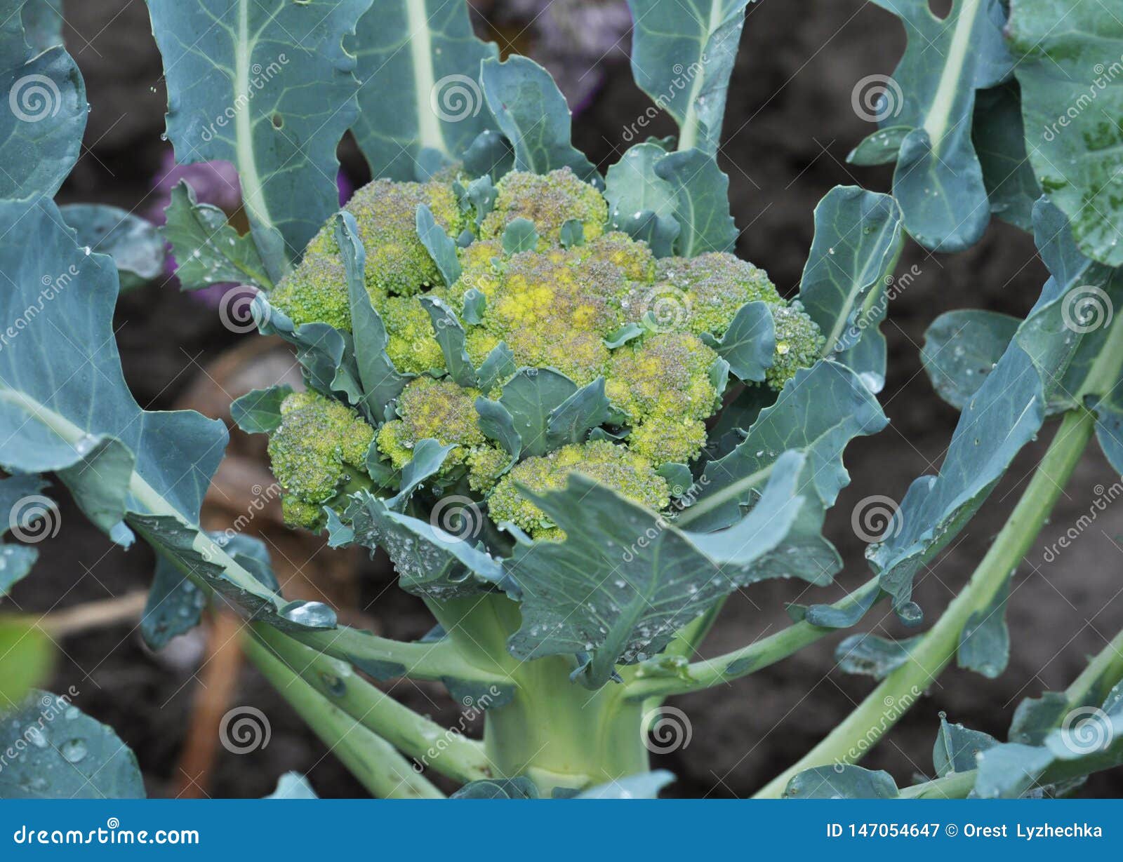 Cabbage Broccoli Grows in the Open Ground Stock Image - Image of ...
