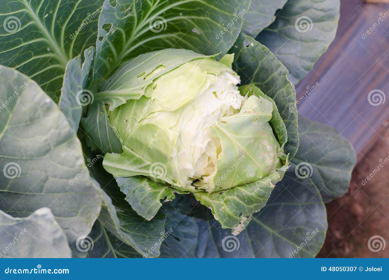 Cabbage broken stock image. Image of cabbage, natural - 48050307