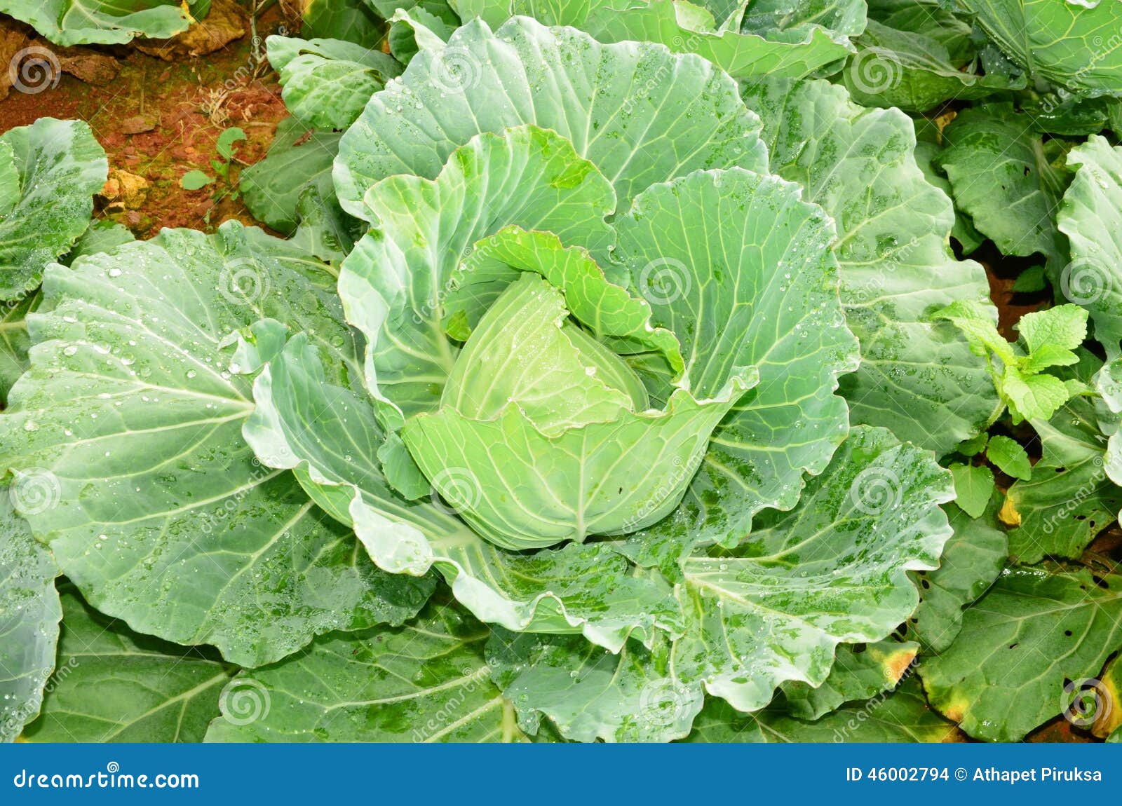 Cabbage bush closeup stock photo. Image of farming, field - 46002794