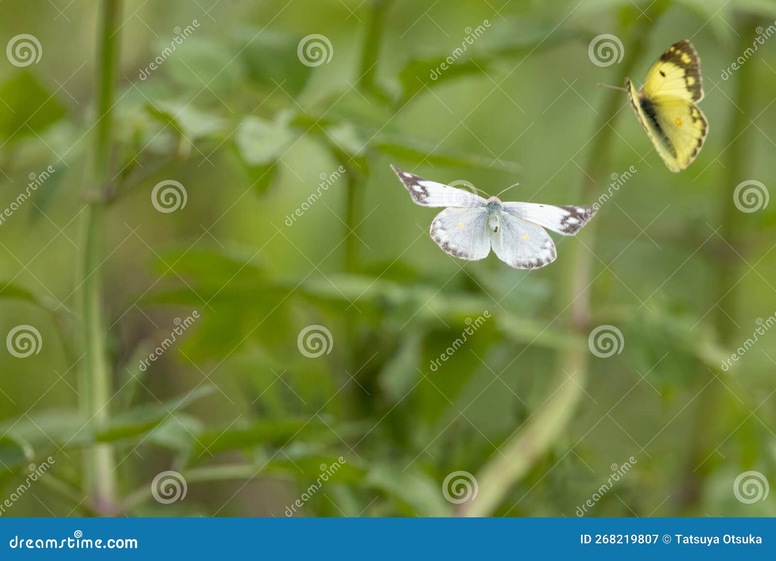 Cabbage Butterfly and Cabbage Butterfly Flying in the Bush. Stock Image ...