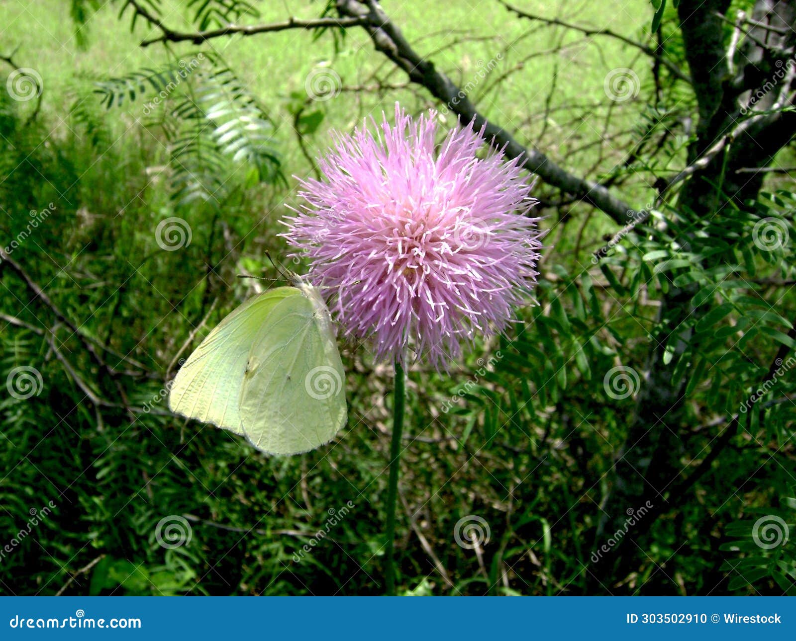 Plume Thistle, Cirsium Rivulare Atropurpureum, Flower In Garden Stock ...