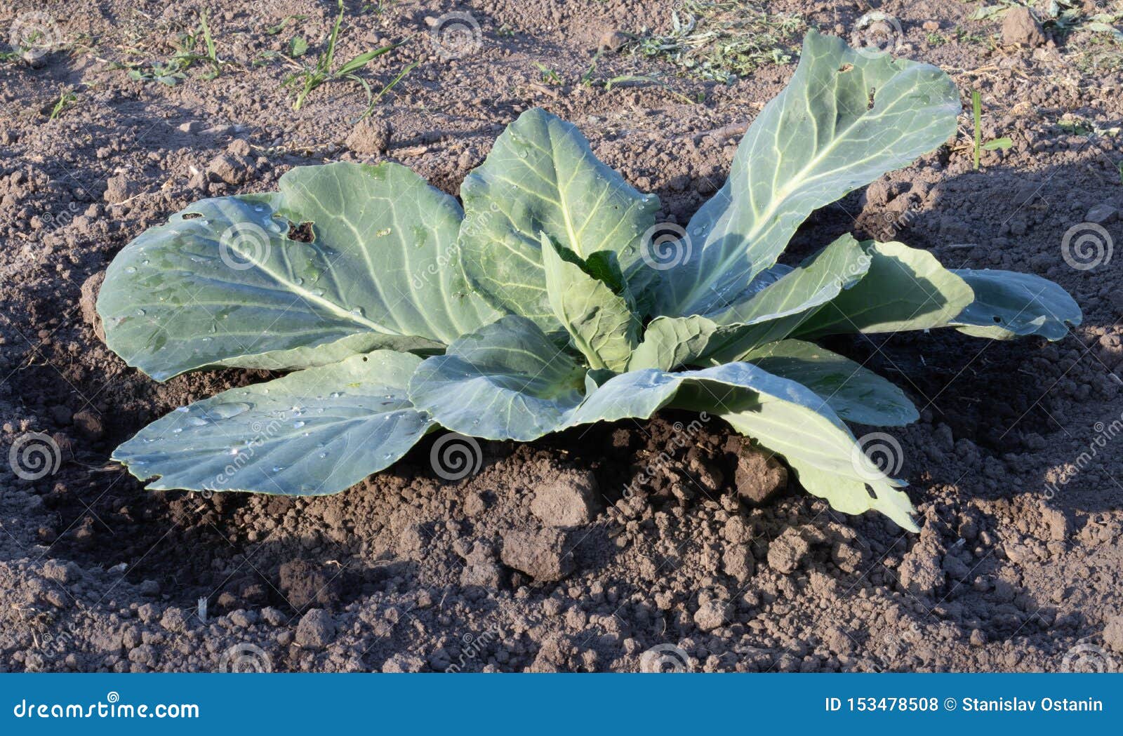 Cabbage stock photo. Image of grass, growth, gardening - 153478508