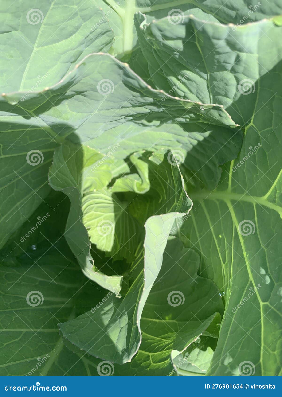 Cabbage stock photo. Image of cabbage, harvested, food - 276901654
