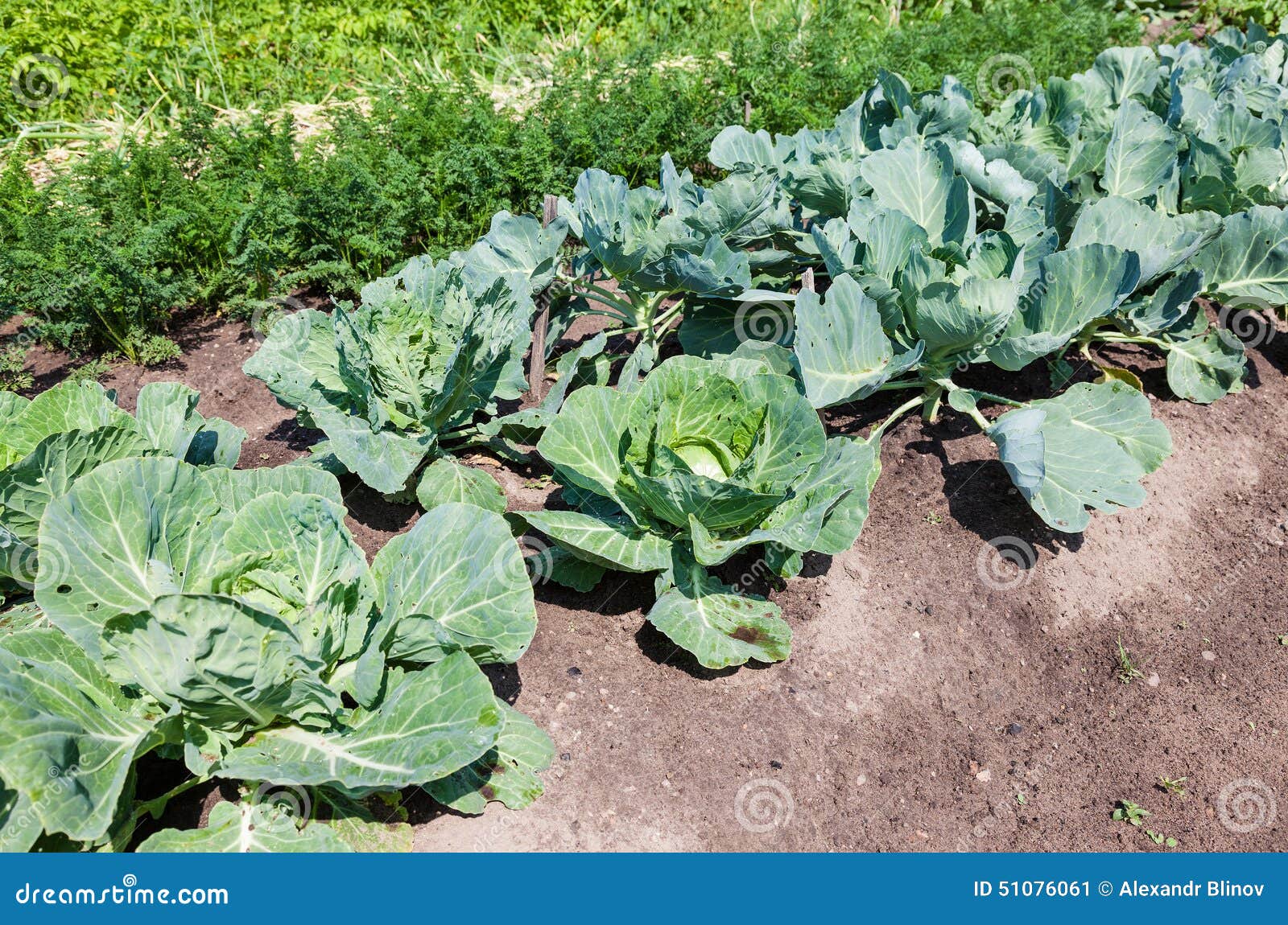 Cabbage and Carrots Growing in the Garden Stock Image - Image of ...