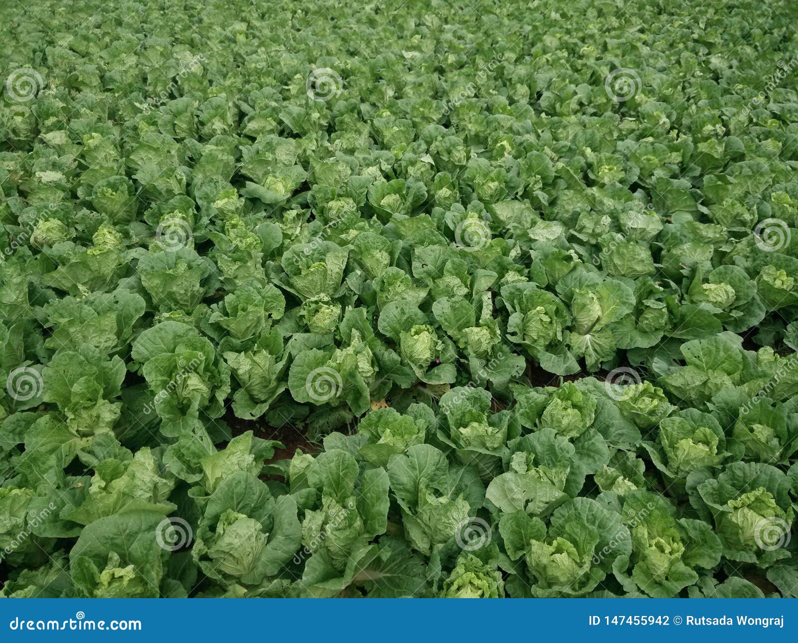 Cabbage,Chinese Cabbage of Plant on Mountain Stock Photo - Image of ...