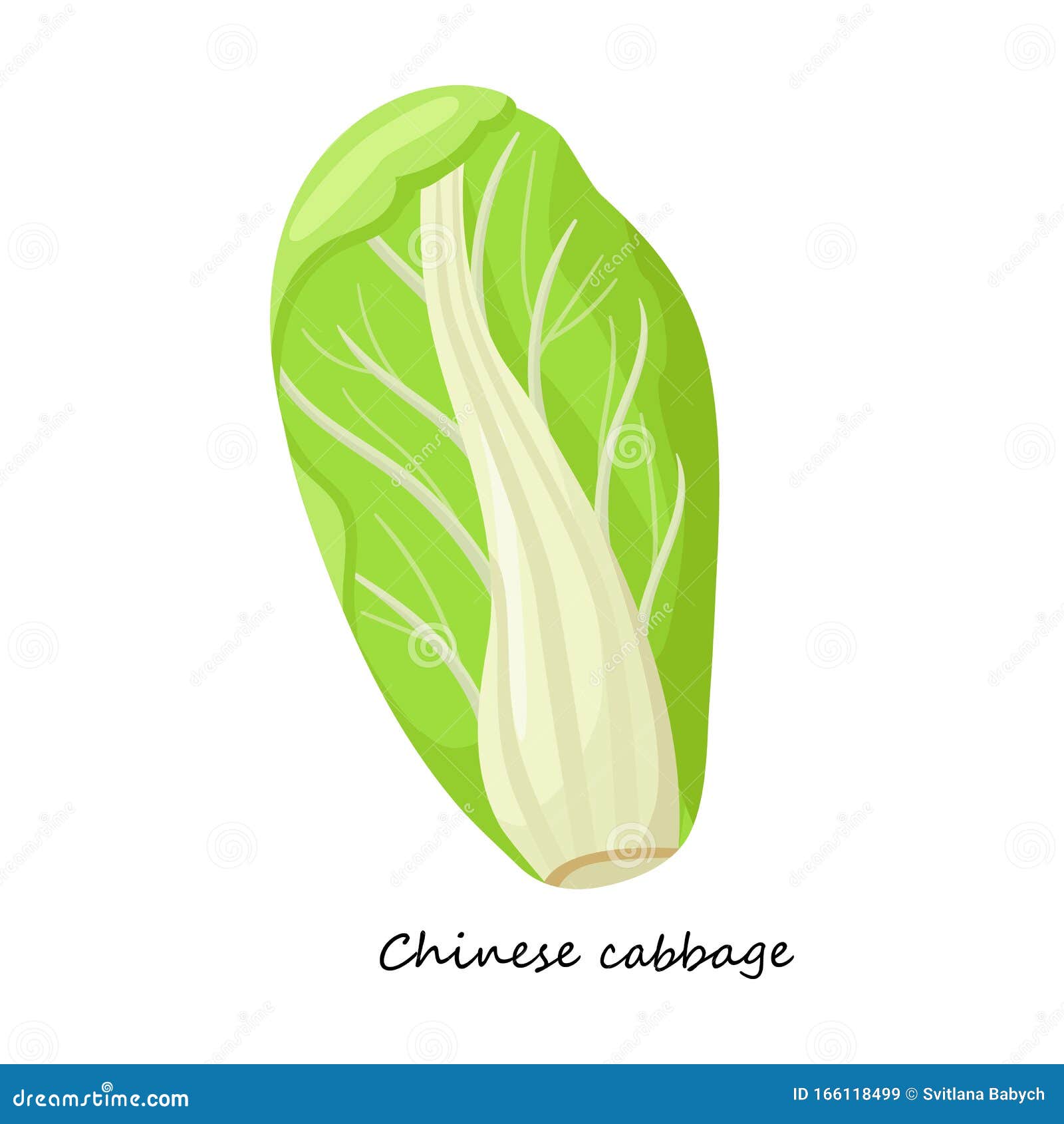 Cabbage Chinese Vector Icon.Cartoon Vector Icon Isolated on White ...