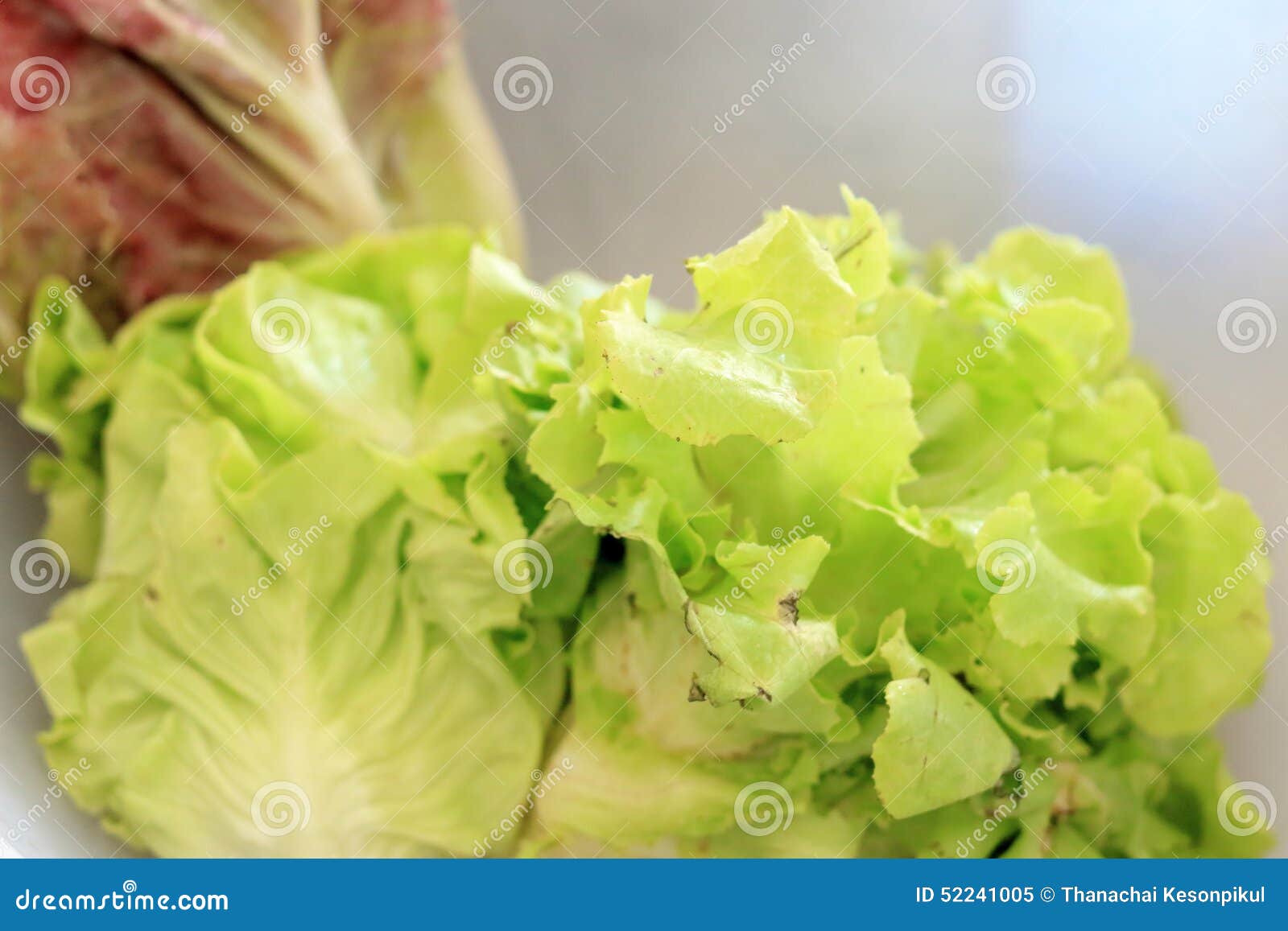 Cabbage stock image. Image of interior, defocus, housewife - 52241005