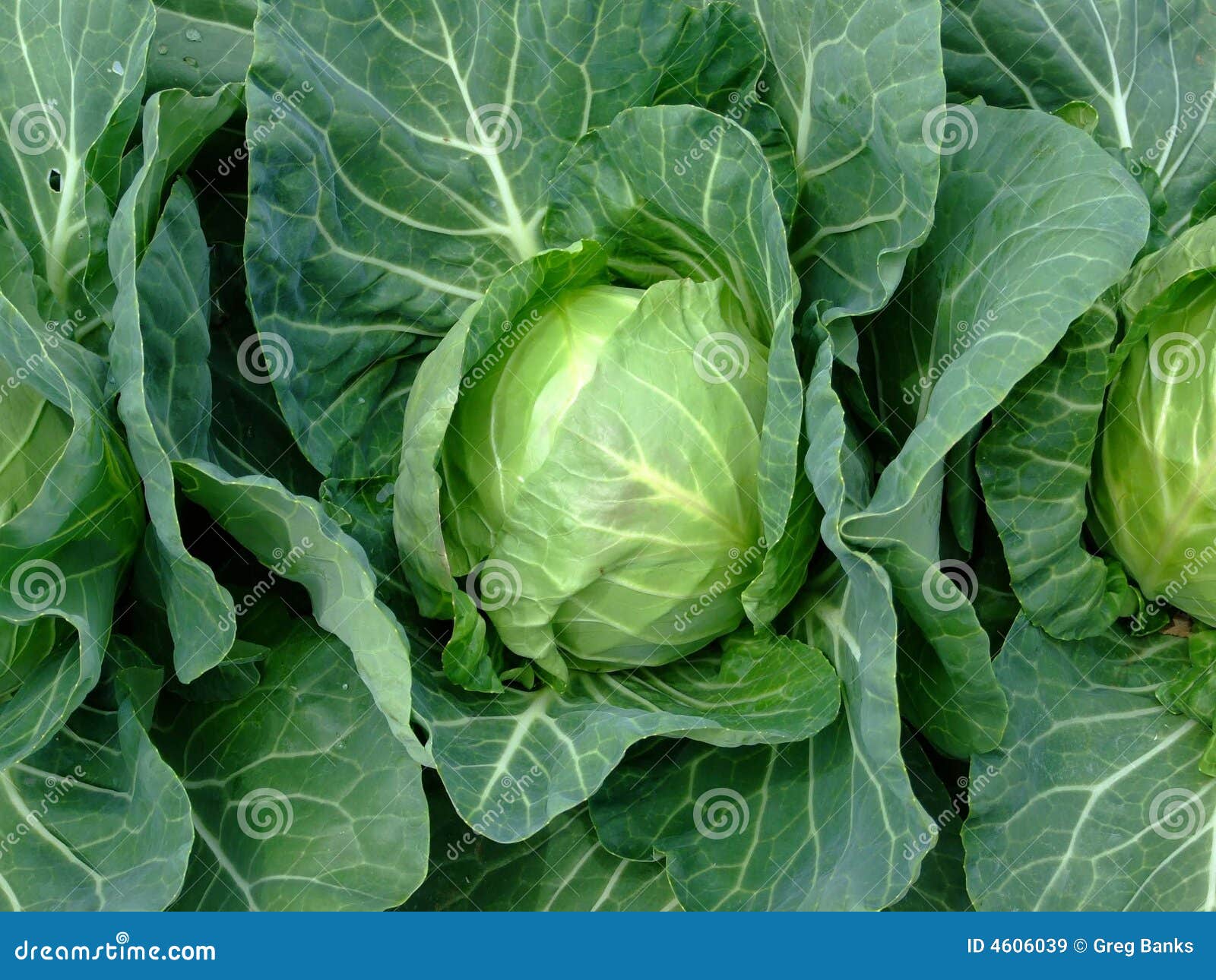 Red Cabbage Close Up With Dew Blooming Splay Old Age Background ...
