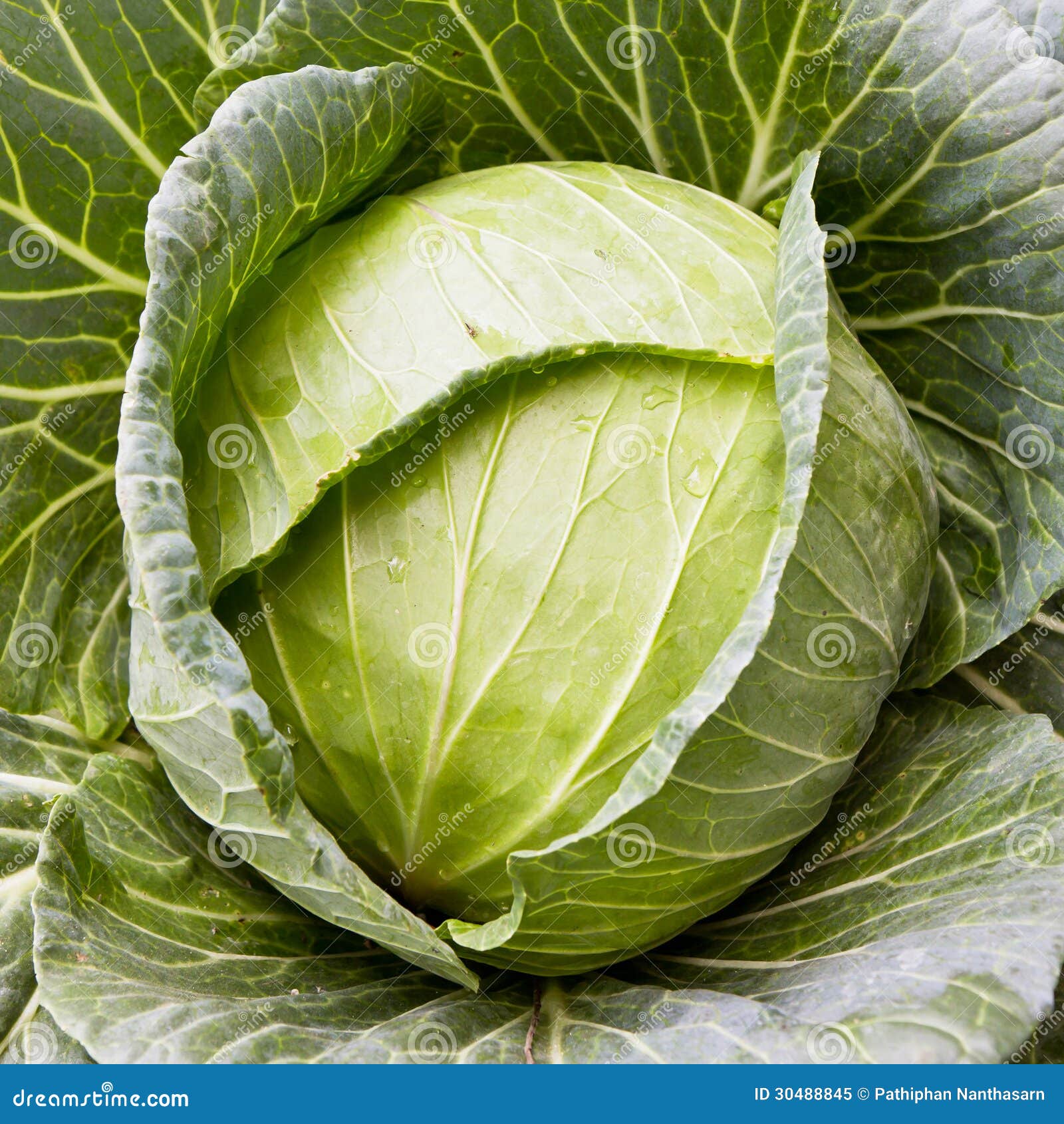 Cabbage stock image. Image of cultivated, vegetarian - 30488845