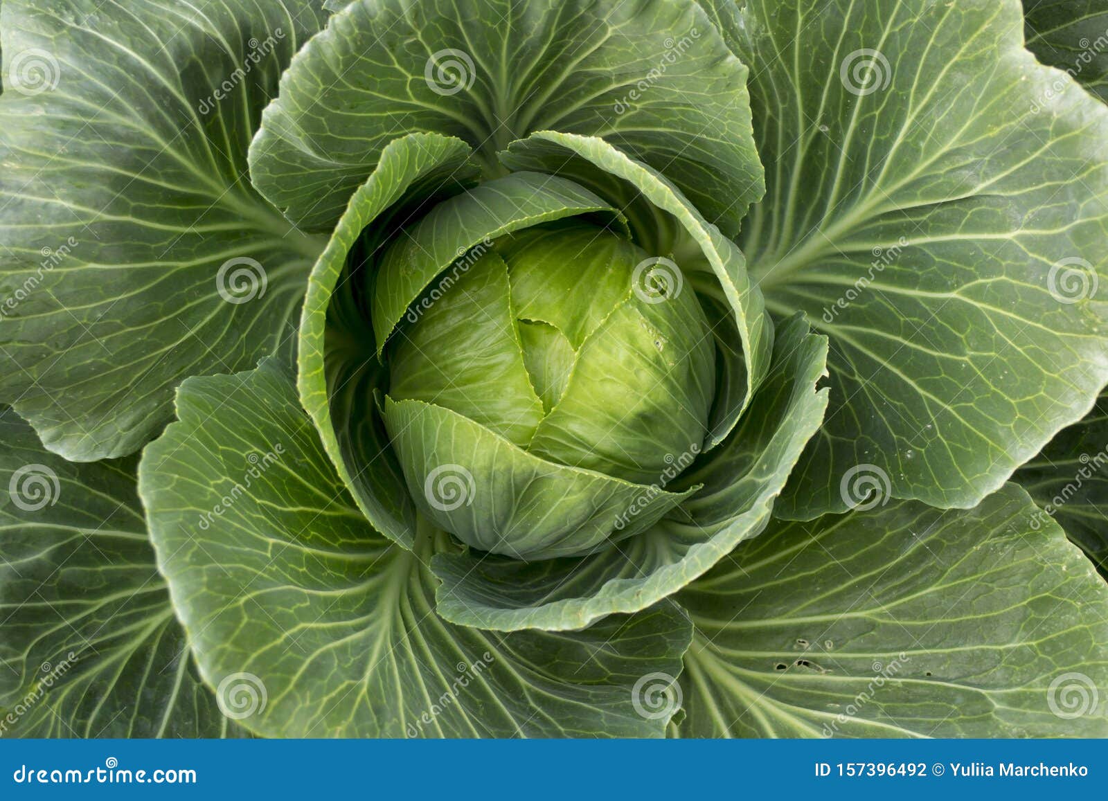 Cabbage Close-up in the Garden Stock Photo - Image of salad, garden ...