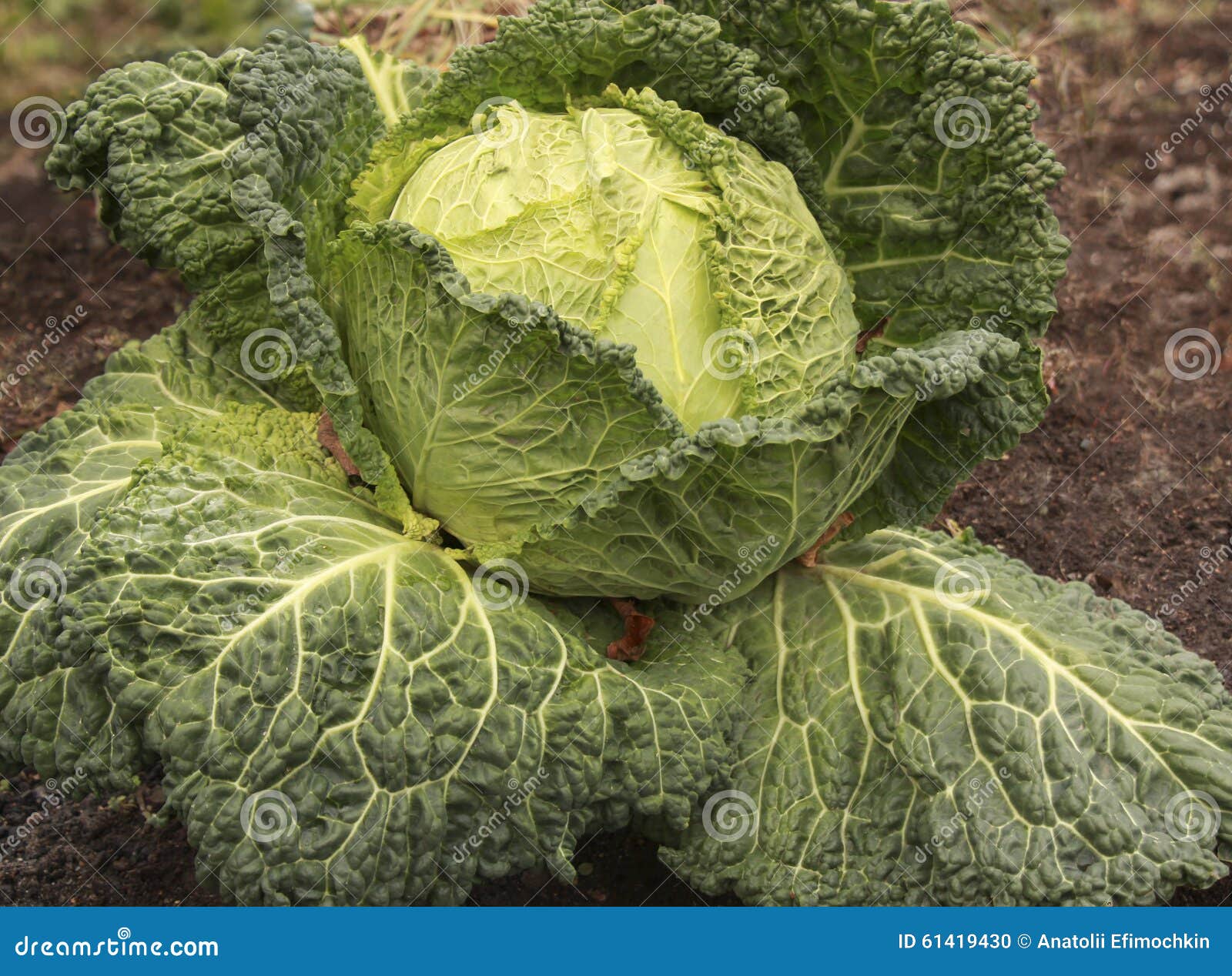 Cabbage stock photo. Image of fresh, food, color, aliment - 61419430