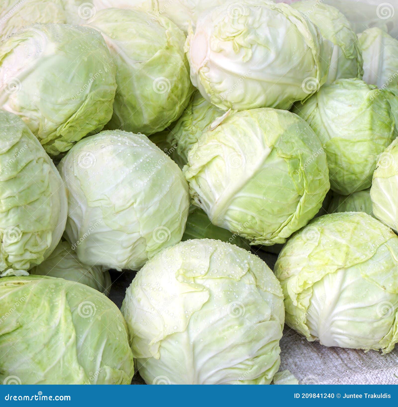 Cabbage stock photo. Image of crop, plant, salad, fresh - 209841240