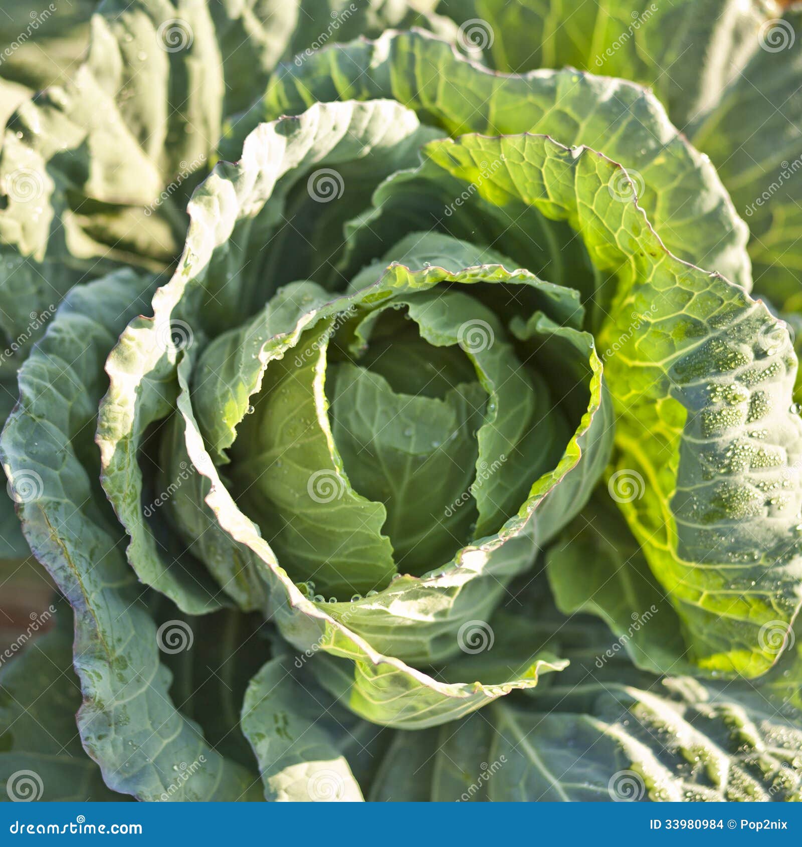 Cabbage Close Up with Water Drop on it S Leaf Stock Photo - Image of ...