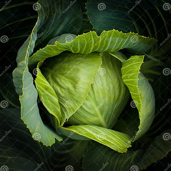 Cabbage closeup stock image. Image of backgrounds, lush - 33963689