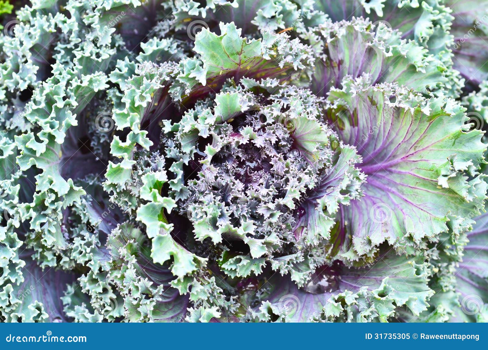 Cabbage color stock image. Image of diet, fresh, cauliflower - 31735305