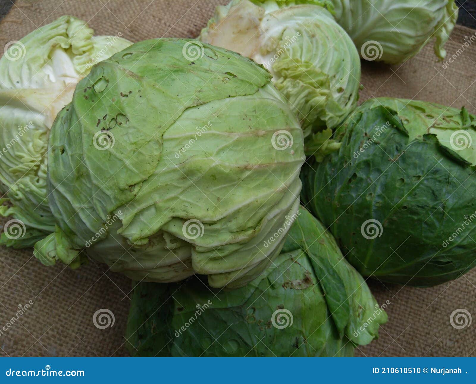 This Cabbage is Colored Ranging from White, Light Green To Dark Green ...