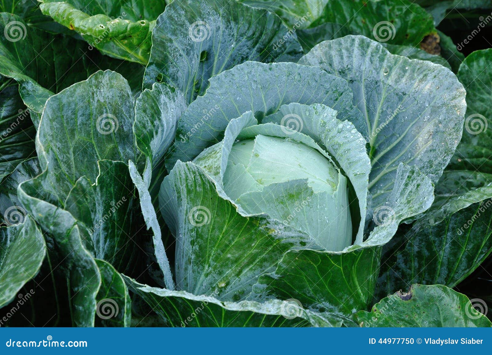 Cabbage in Cool Morning Dew Stock Photo - Image of closeup, diet: 44977750