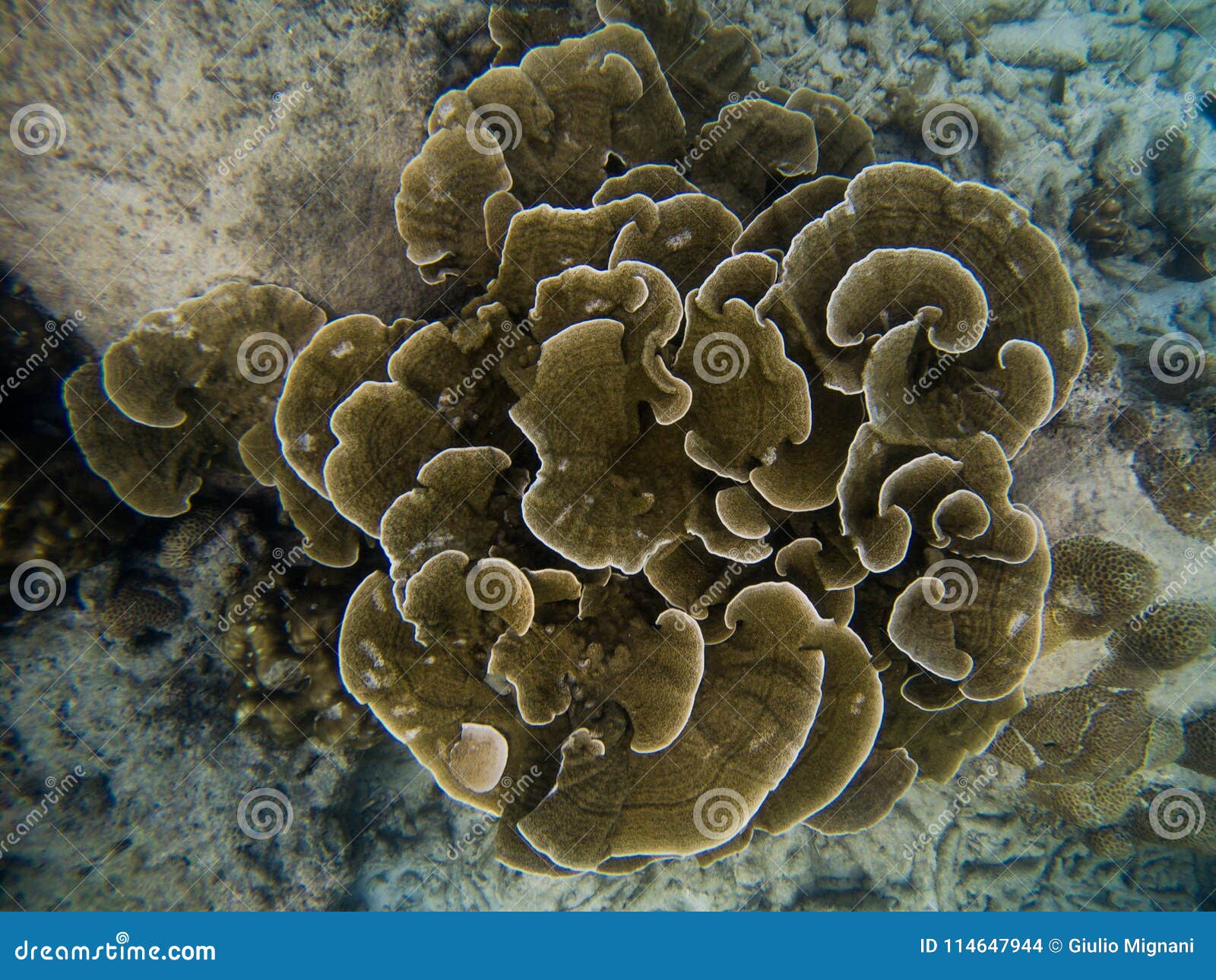 Cabbage Coral in Phi Phi Island, Thailand. Stock Photo - Image of ...
