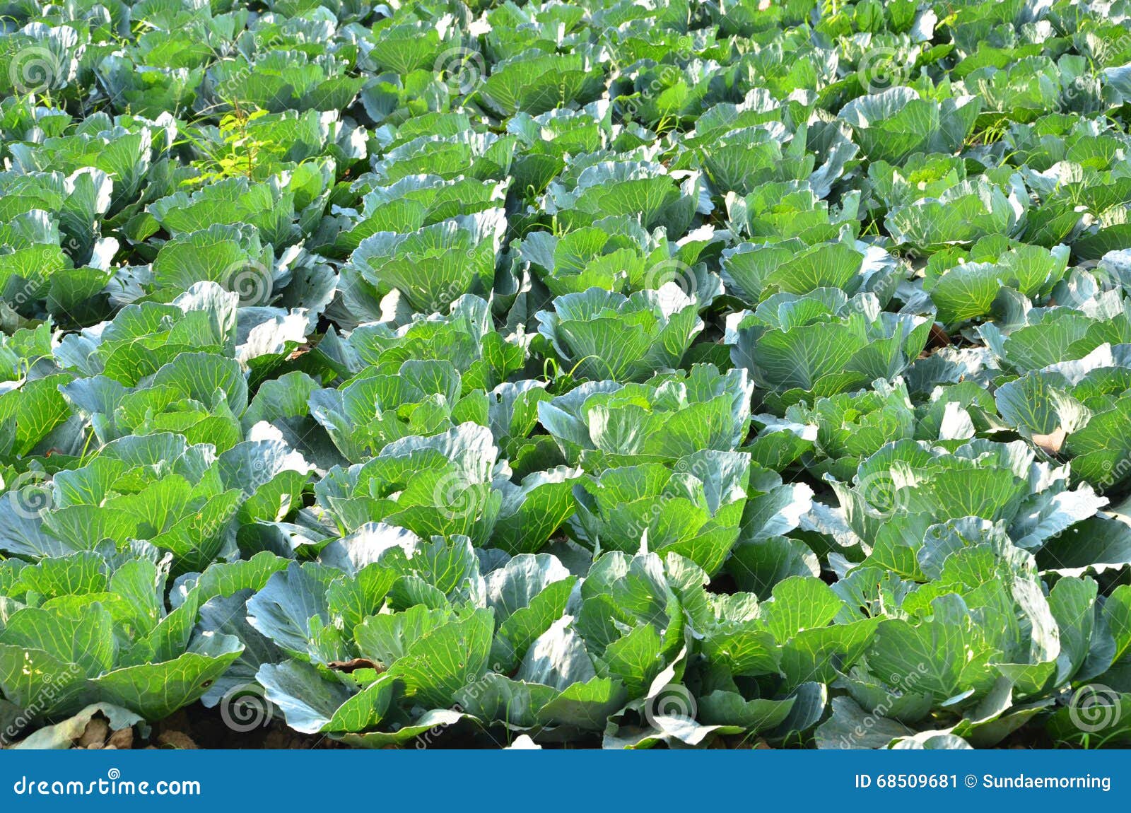 Cabbage crop stock image. Image of field, crop, plantation - 68509681