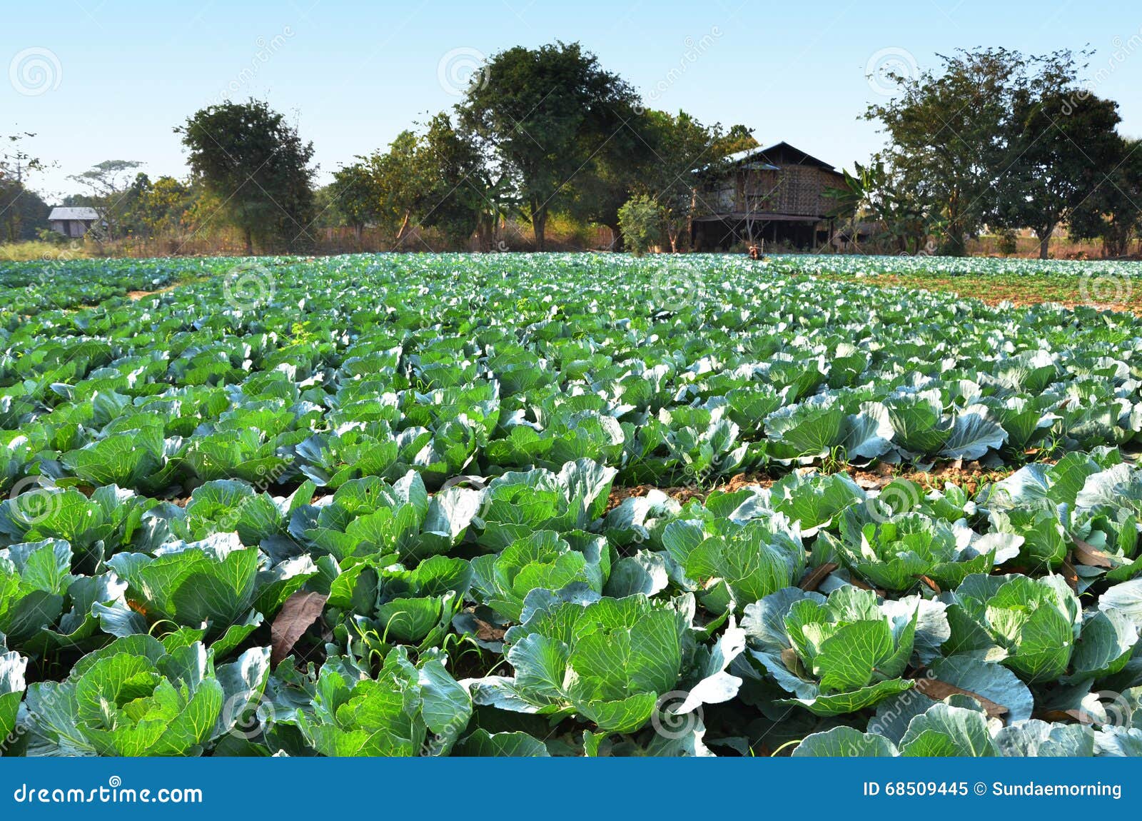 Cabbage crop stock image. Image of crop, farmer, myanmar - 68509445