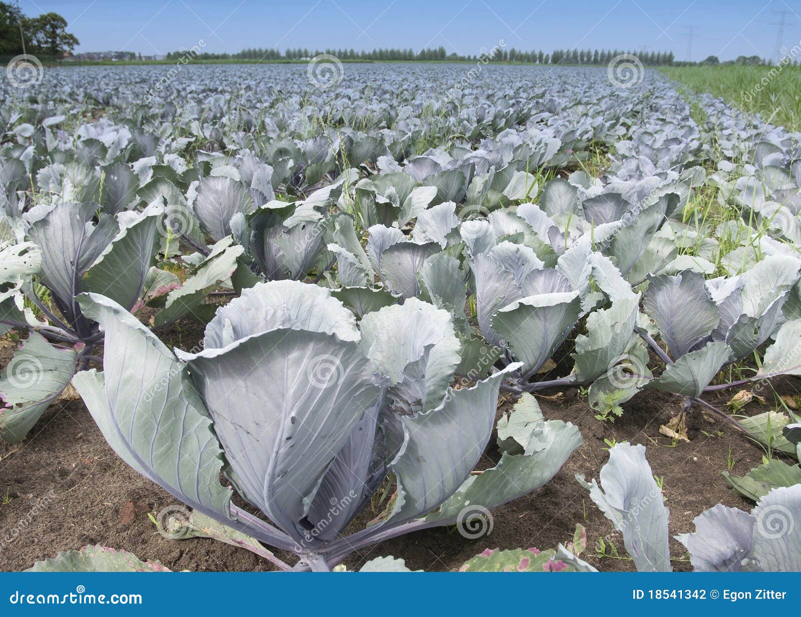 Cabbage crops at the field stock photo. Image of landscape - 18541342