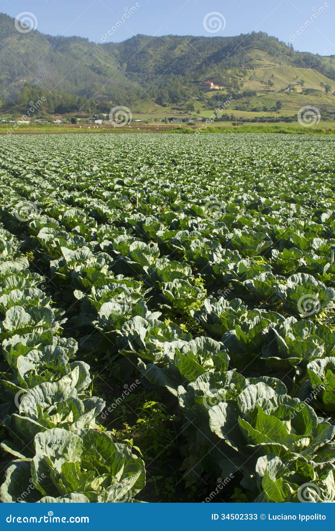 Cabbage crops stock image. Image of farmer, agrarian - 34502333