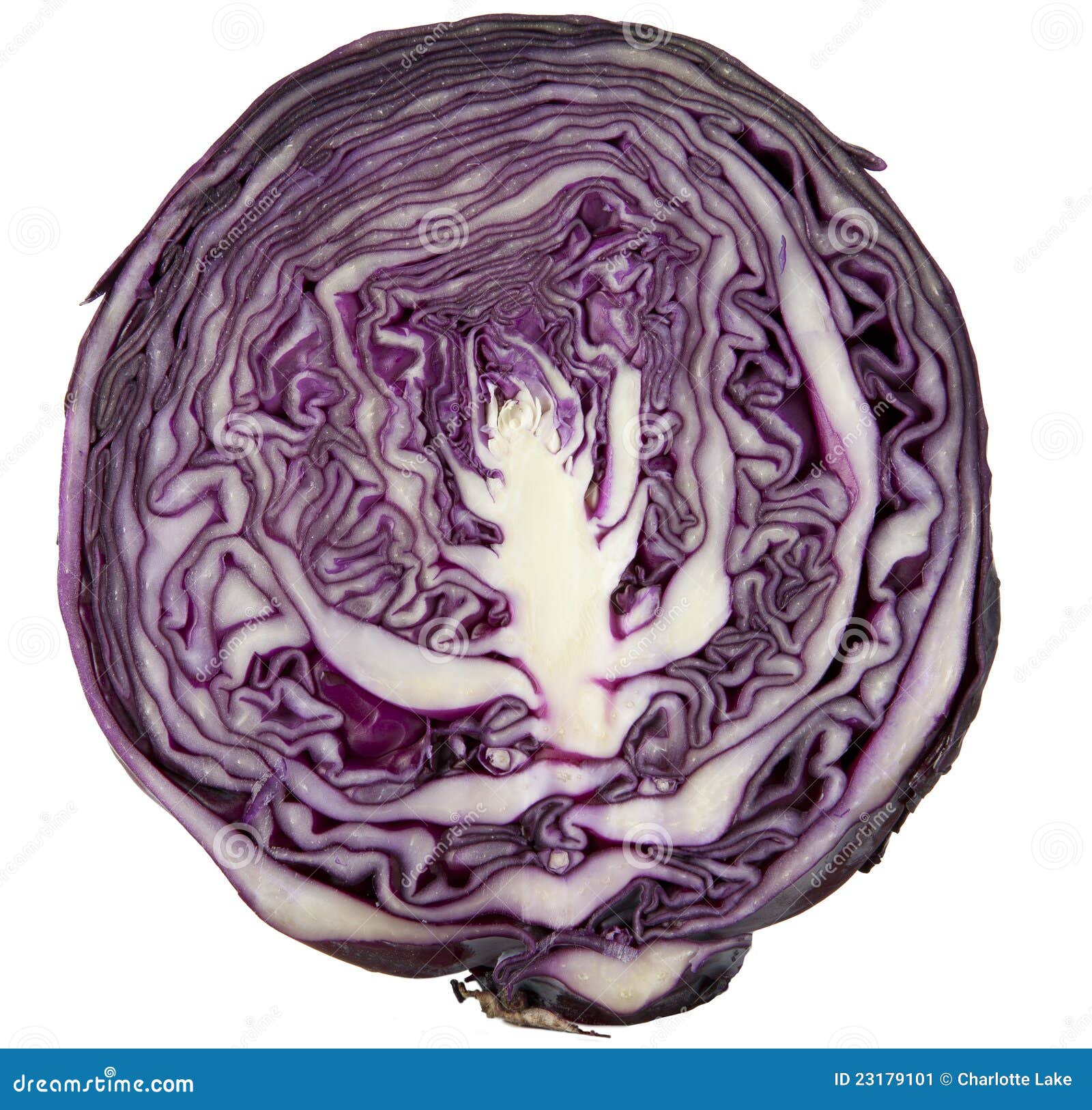 Cabbage Cross Section stock image. Image of ingredient - 23179101