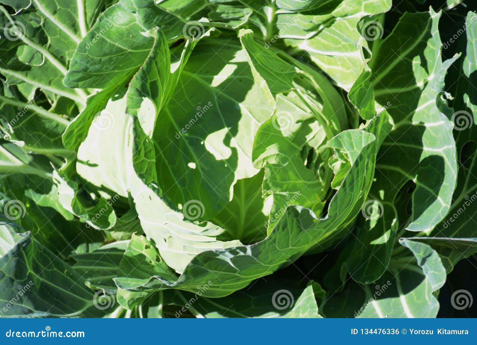 Cabbage cultivation stock photo. Image of food, green - 134476336