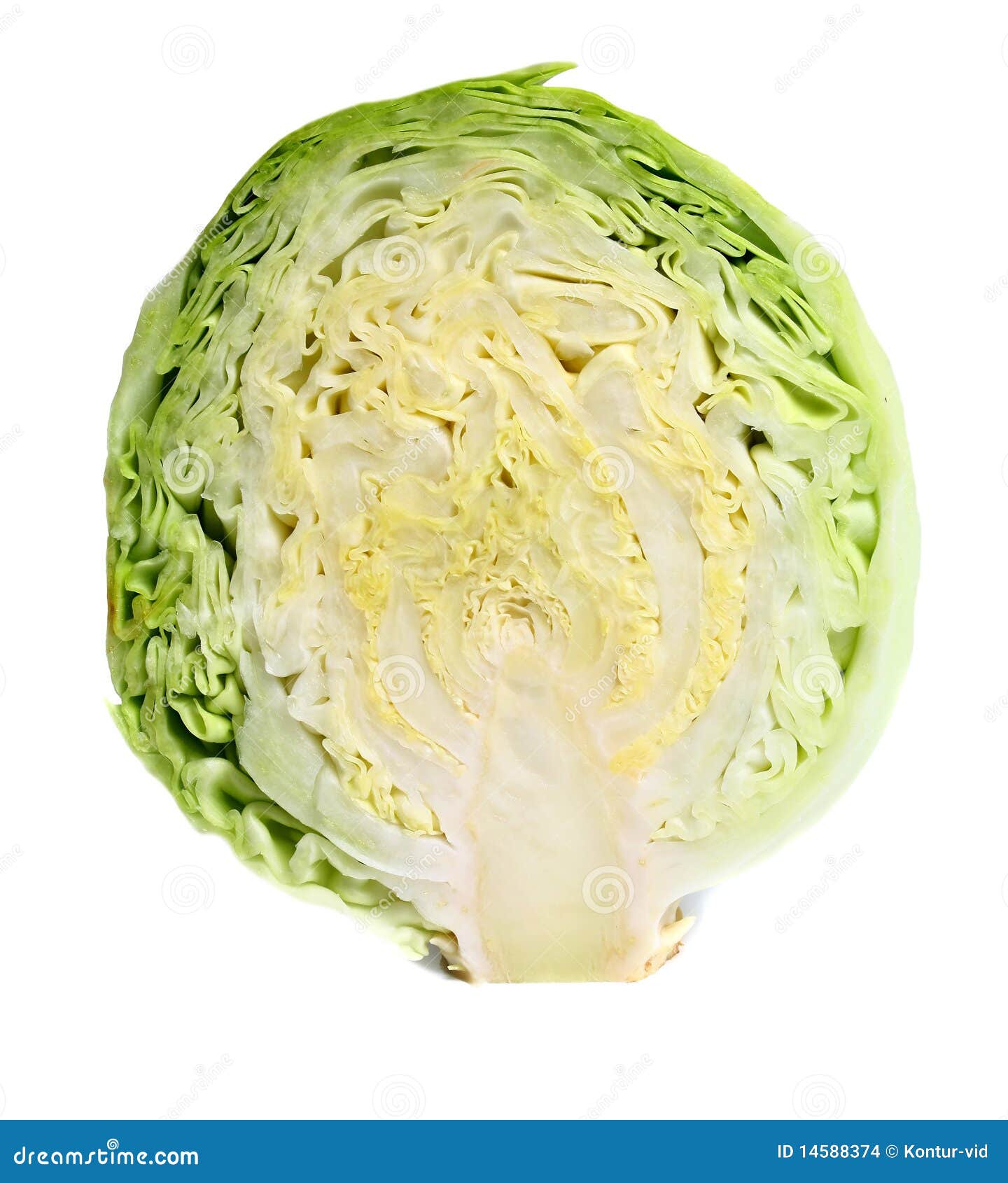 Cabbage is in a cut stock photo. Image of healthy, ingredient - 14588374