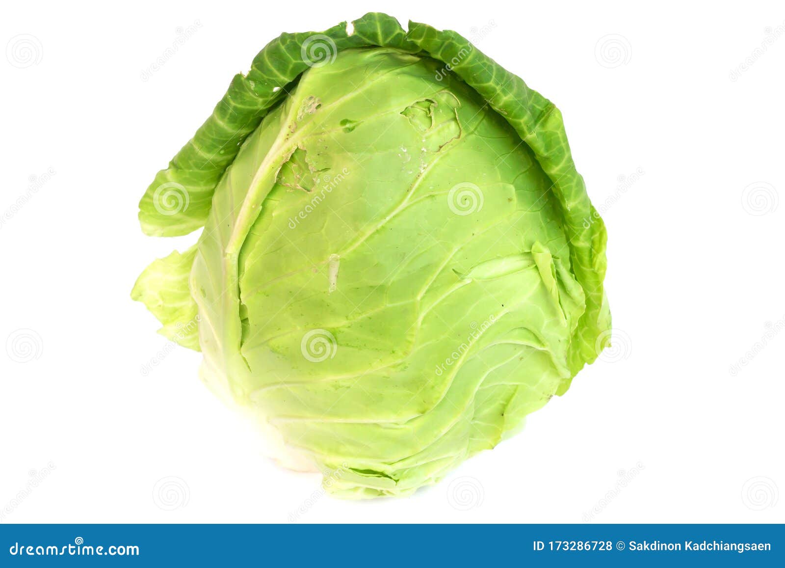 Cabbage Cut in Half Fresh from the Garden Stock Photo - Image of green ...
