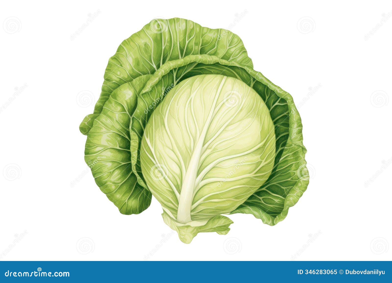 Cabbage Drawing: a Detailed Illustration Isolated on a White Background ...