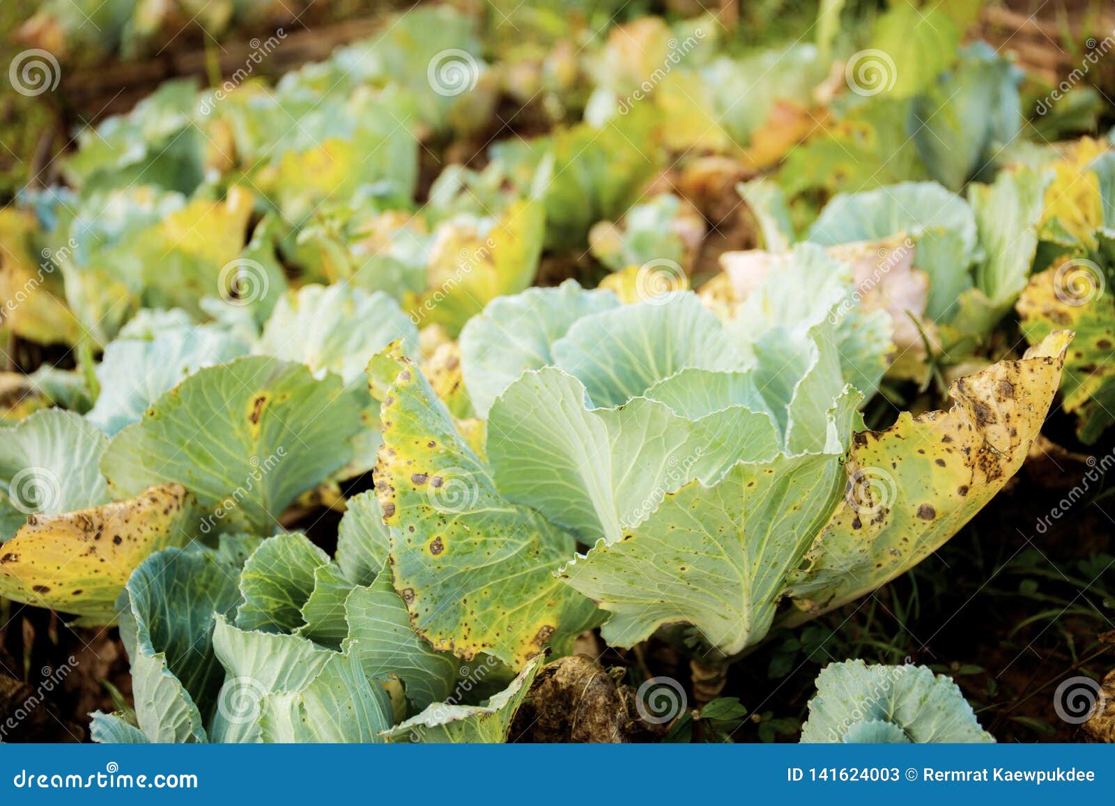 Cabbage of Dried Leaves in Farm Stock Image - Image of leaf, garden ...
