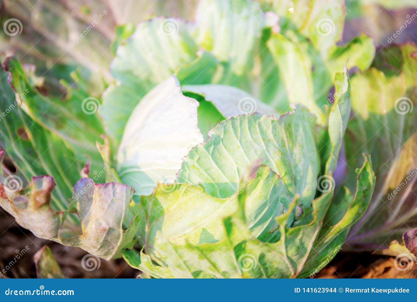 Cabbage of Dried Leaves with Sunrise Stock Photo - Image of farm ...