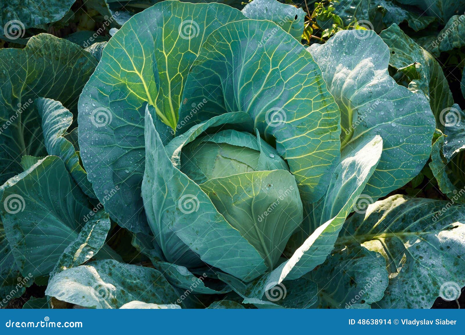Cabbage with Drops of Cool Morning Dew Stock Photo - Image of cool ...