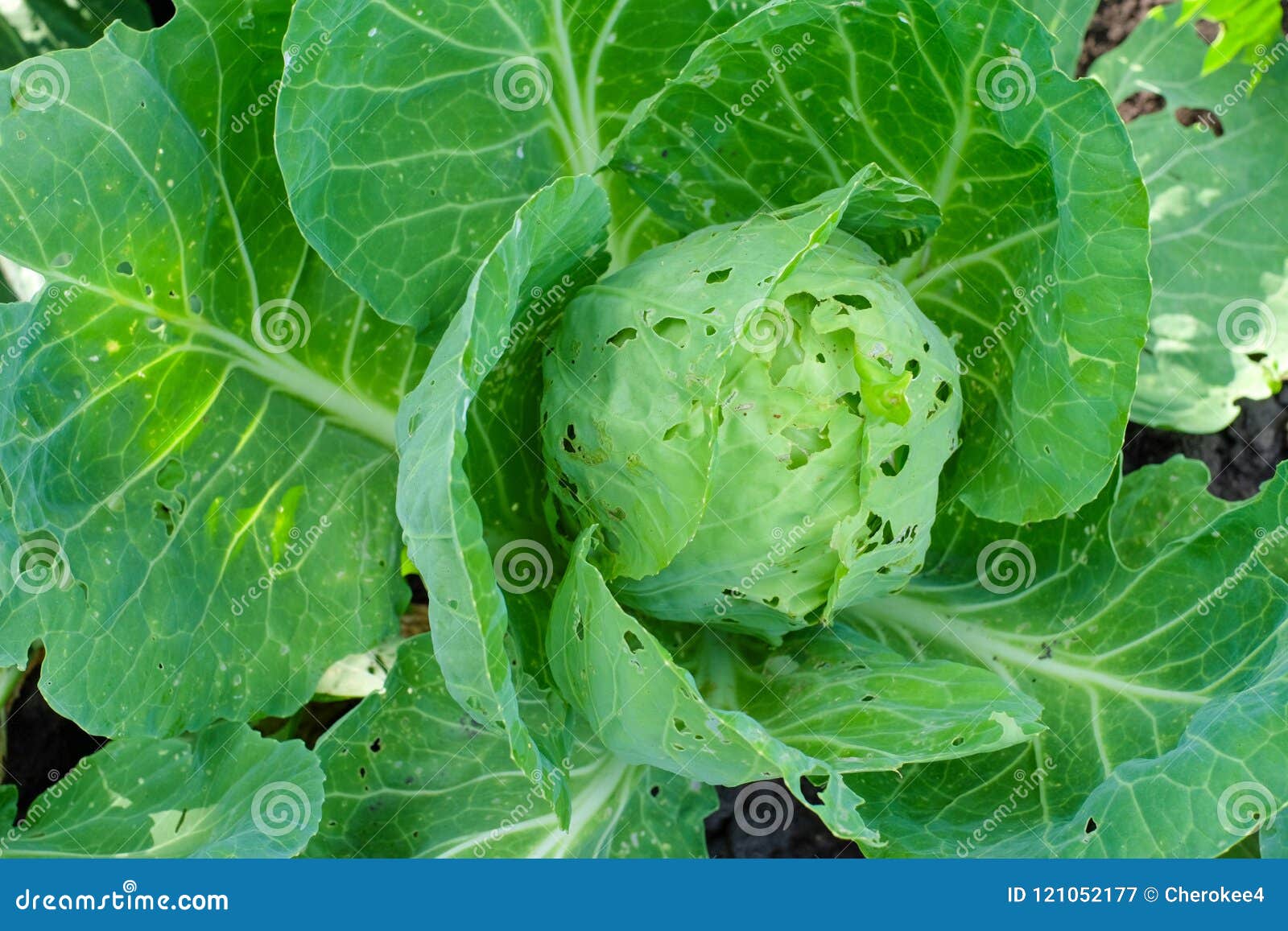 Cabbage Eaten Insects and Pests on an Agricultural Field Stock Image ...
