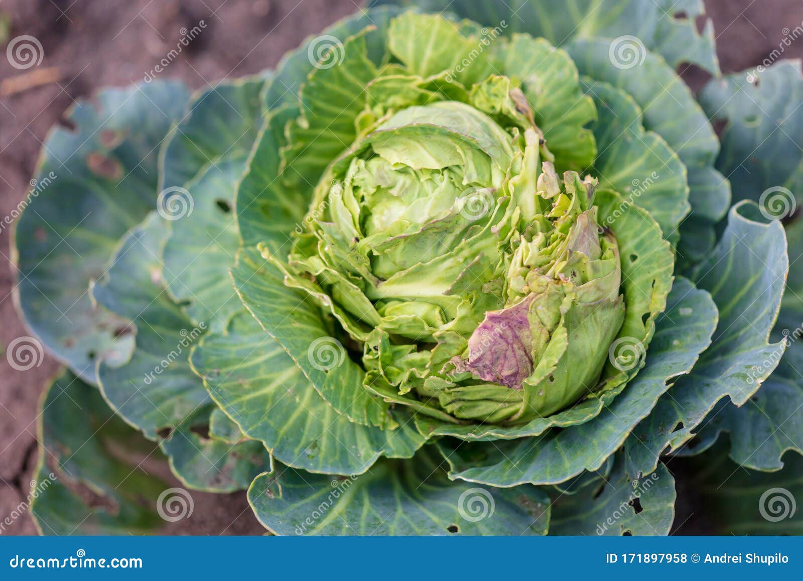 The Cabbage Exploded in the Garden Stock Photo - Image of salad, leaf ...