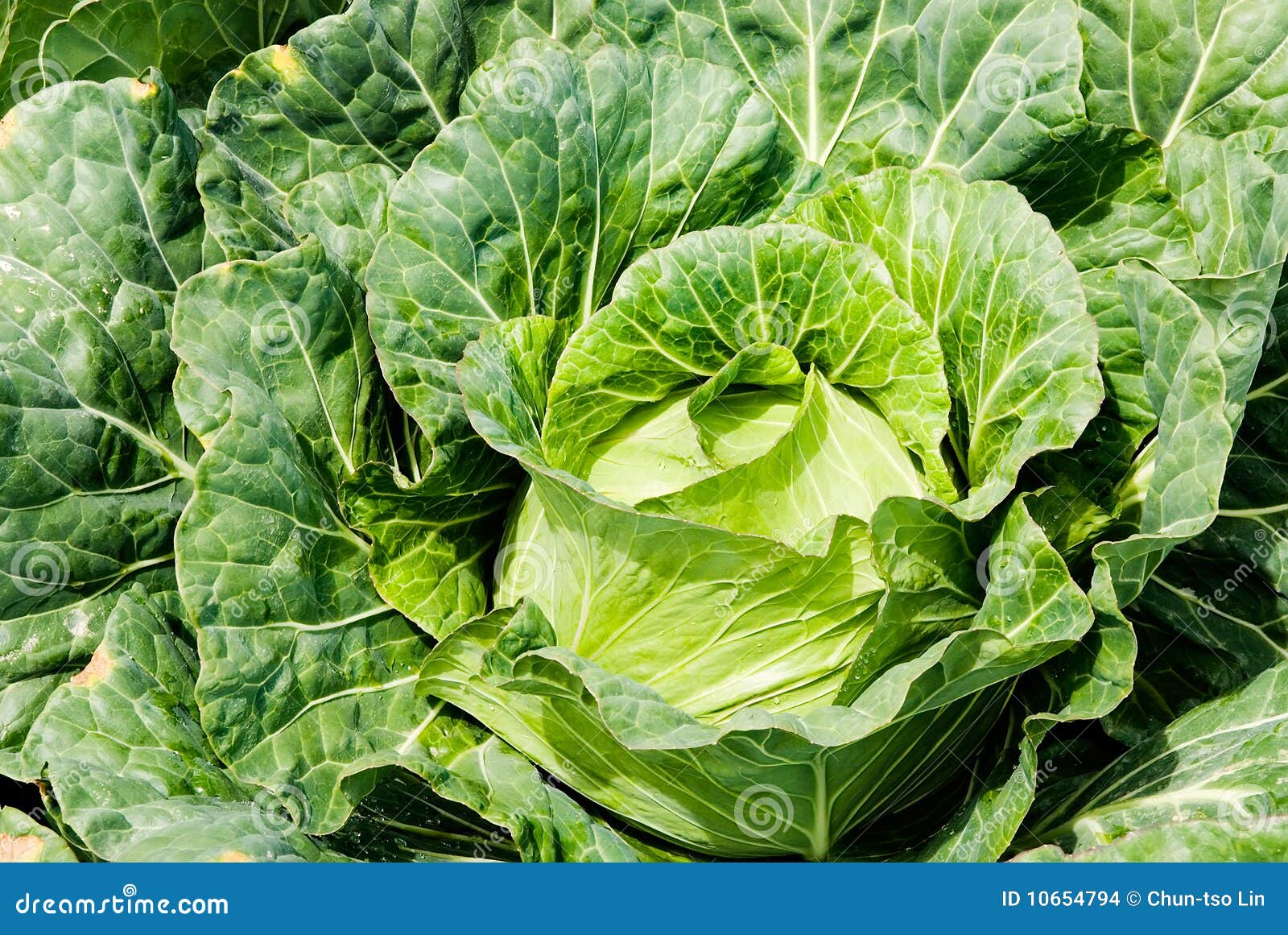 Cabbage farm stock photo. Image of agriculture, healthy - 10654794