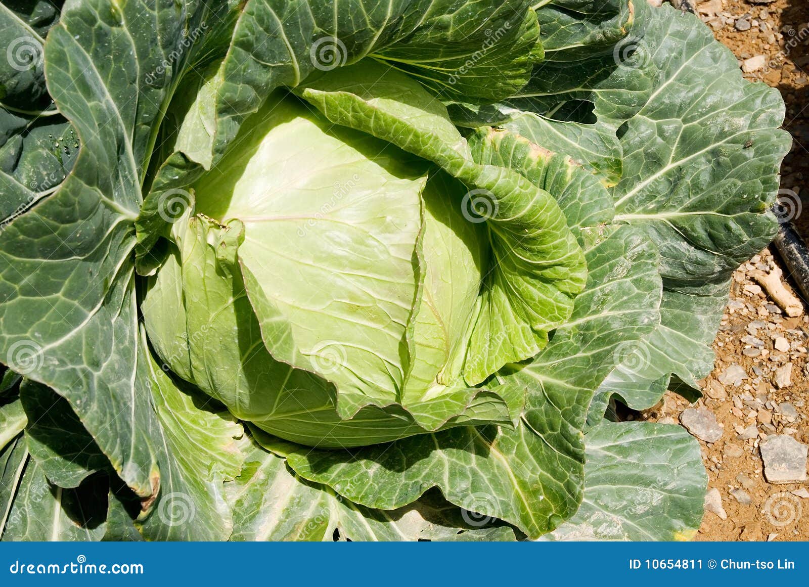 Cabbage farm stock image. Image of green, edible, farming - 10654811