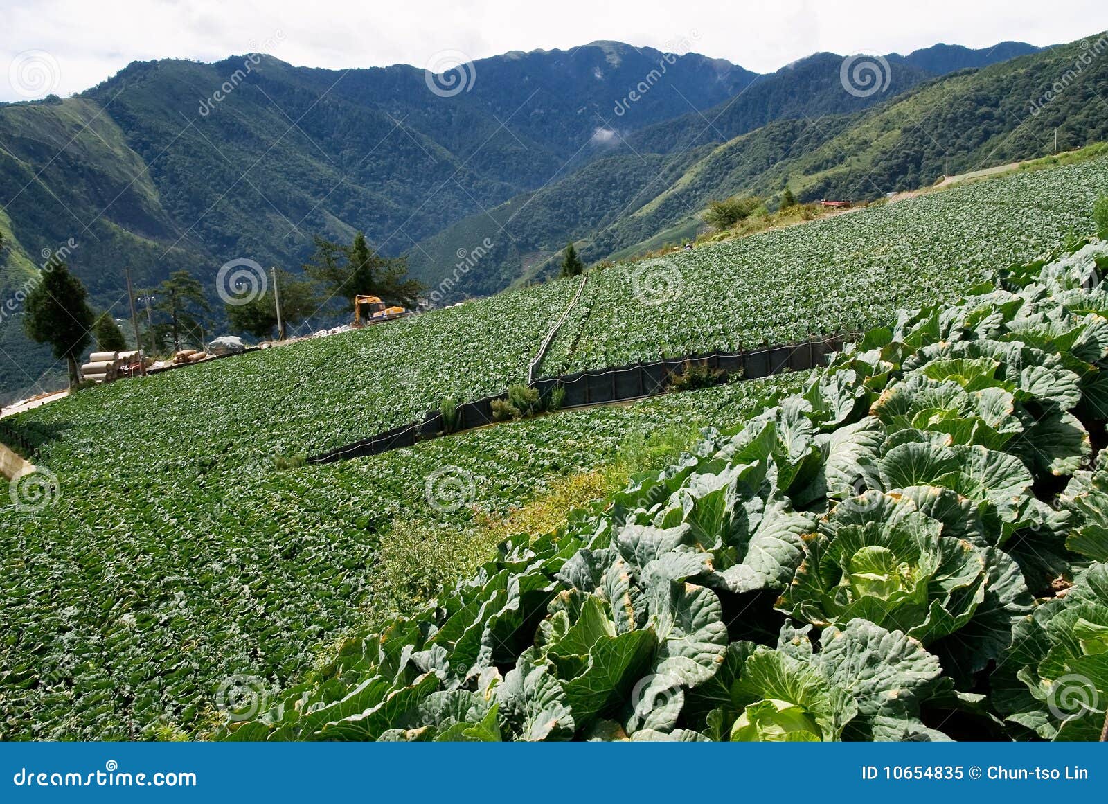 Cabbage farm stock image. Image of agriculture, grow - 10654835