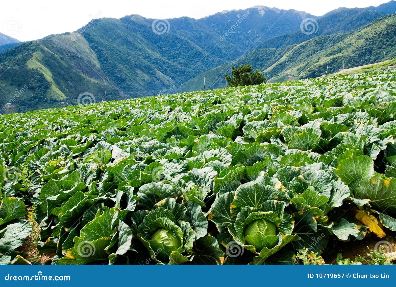 Cabbage farm stock image. Image of harvest, agriculture - 10719657