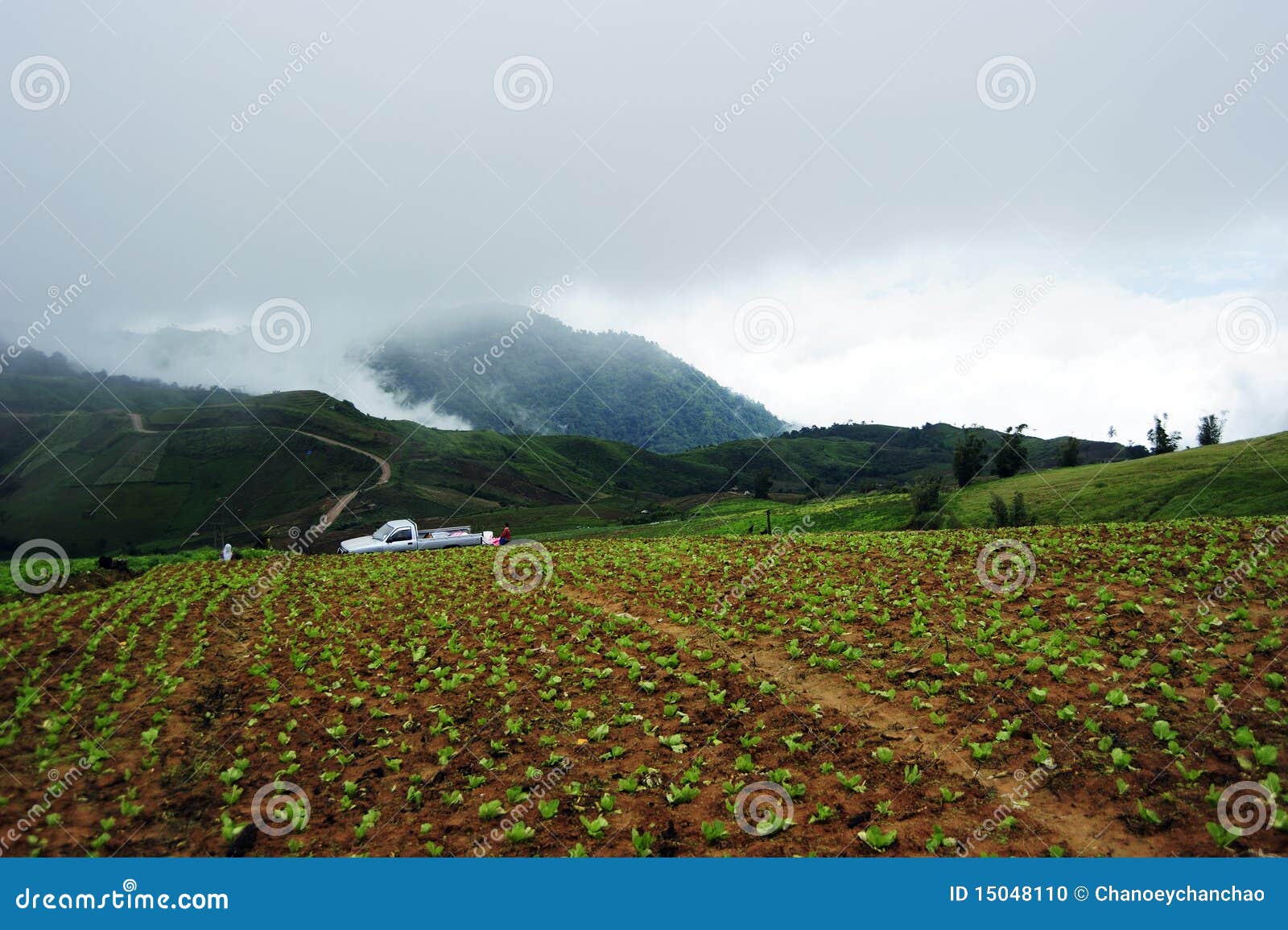 Cabbage farm stock photo. Image of eating, cultivated - 15048110