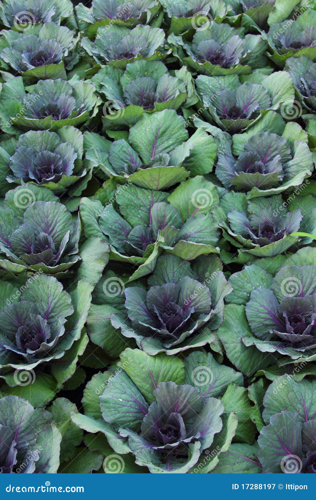 Cabbage farm stock image. Image of fresh, agriculture - 17288197