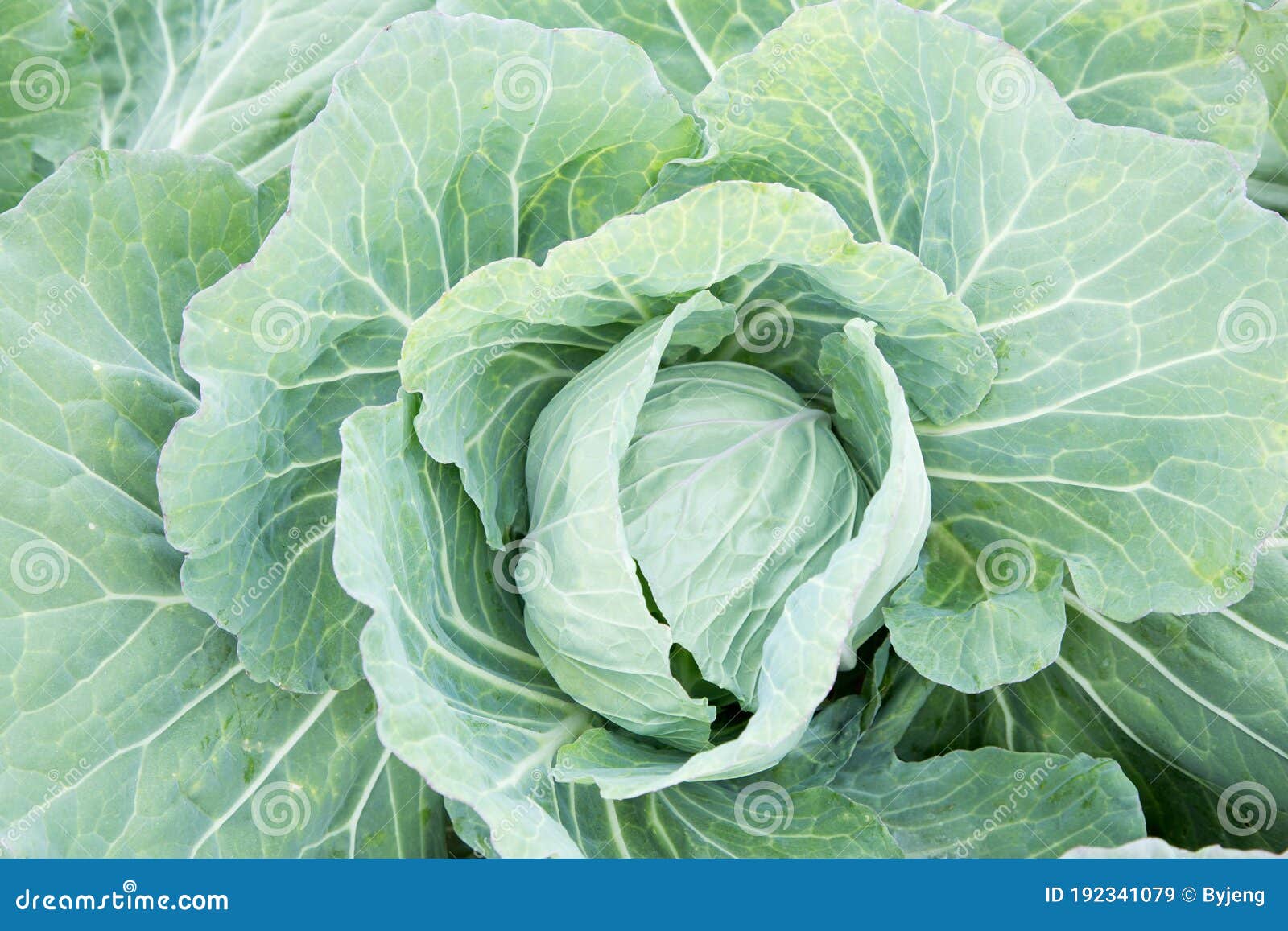 Cabbage farm stock image. Image of vitamin, farming - 192341079